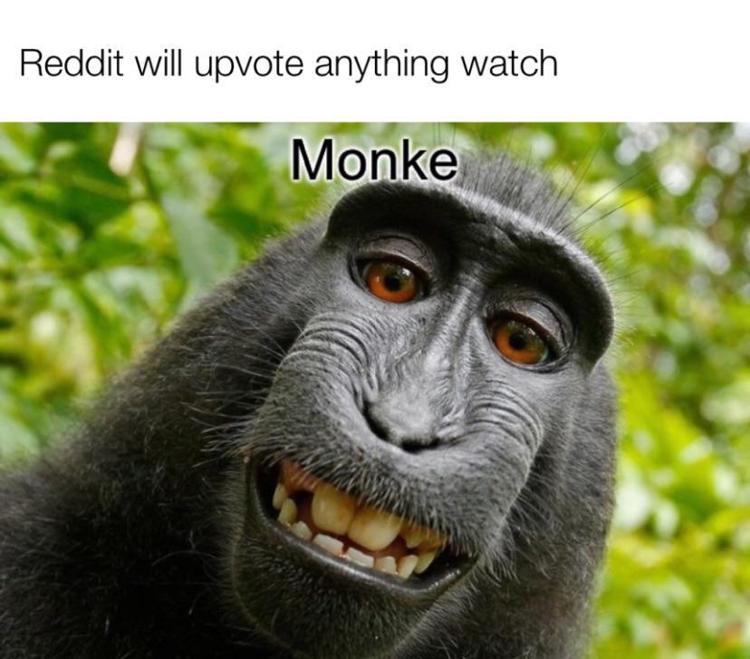 Haha Monke Funny | Scrolller