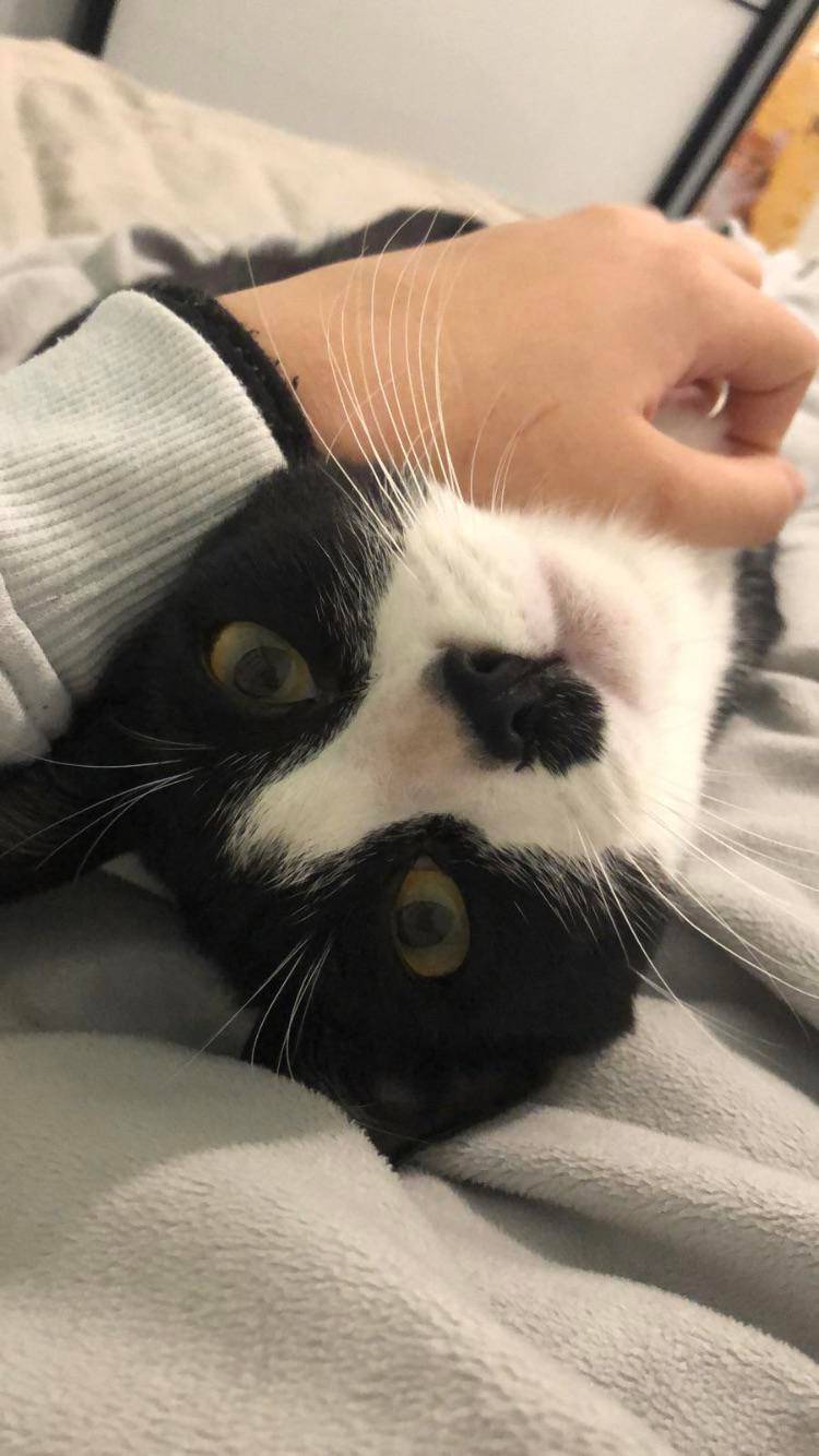 Half kitler | Scrolller