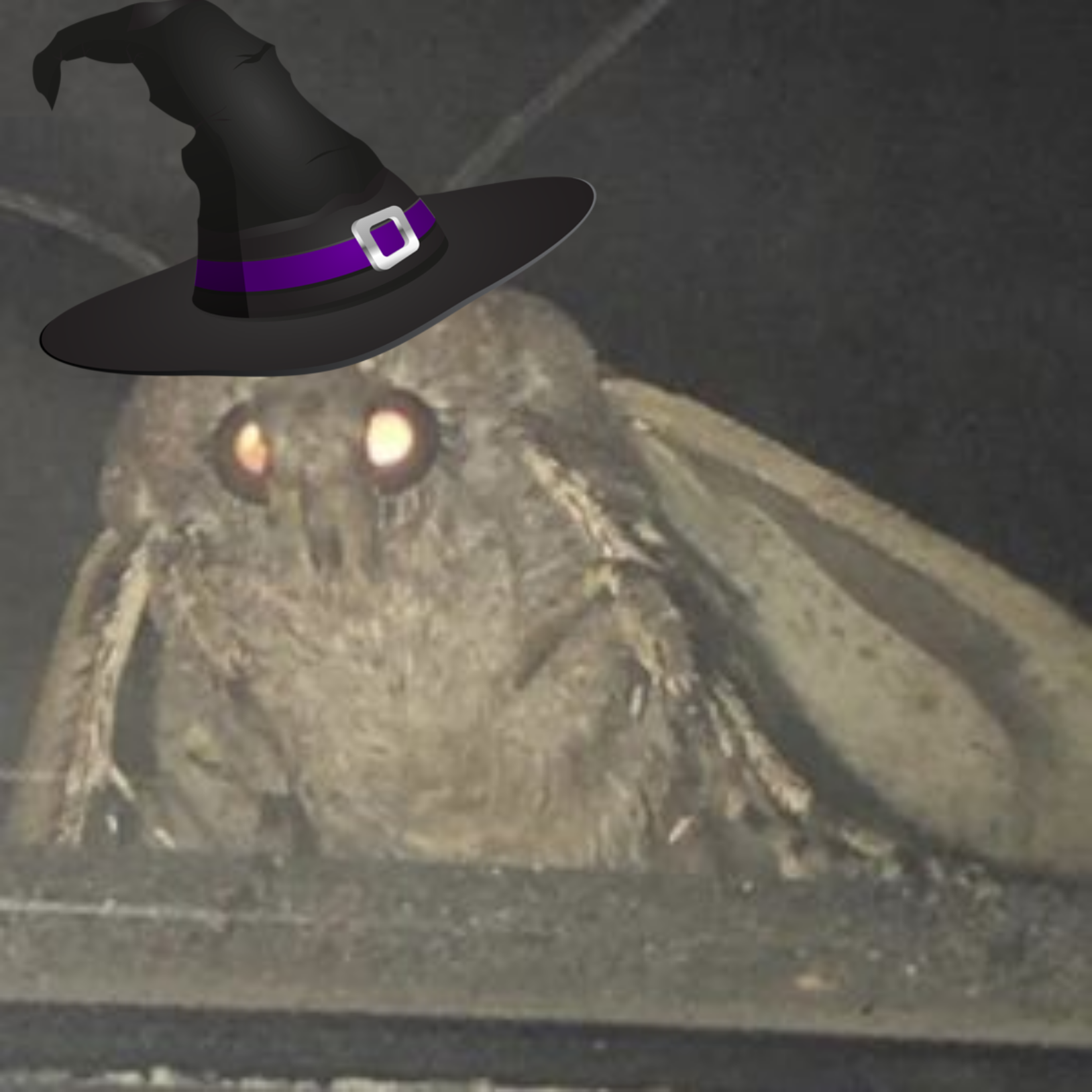 Halloween Moth | Scrolller