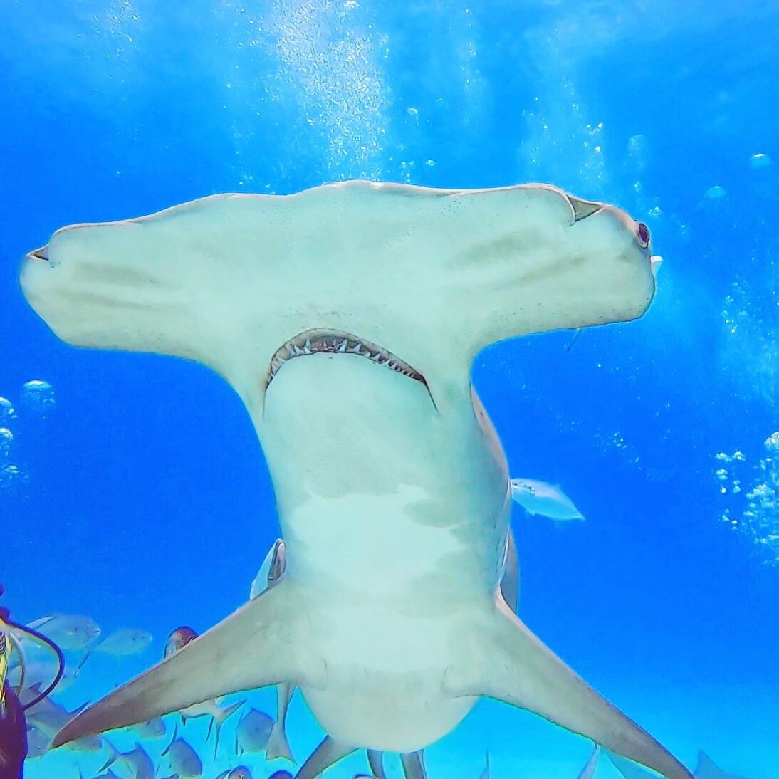 Hammerhead shark dive, Bimini, Bahamas | Scrolller