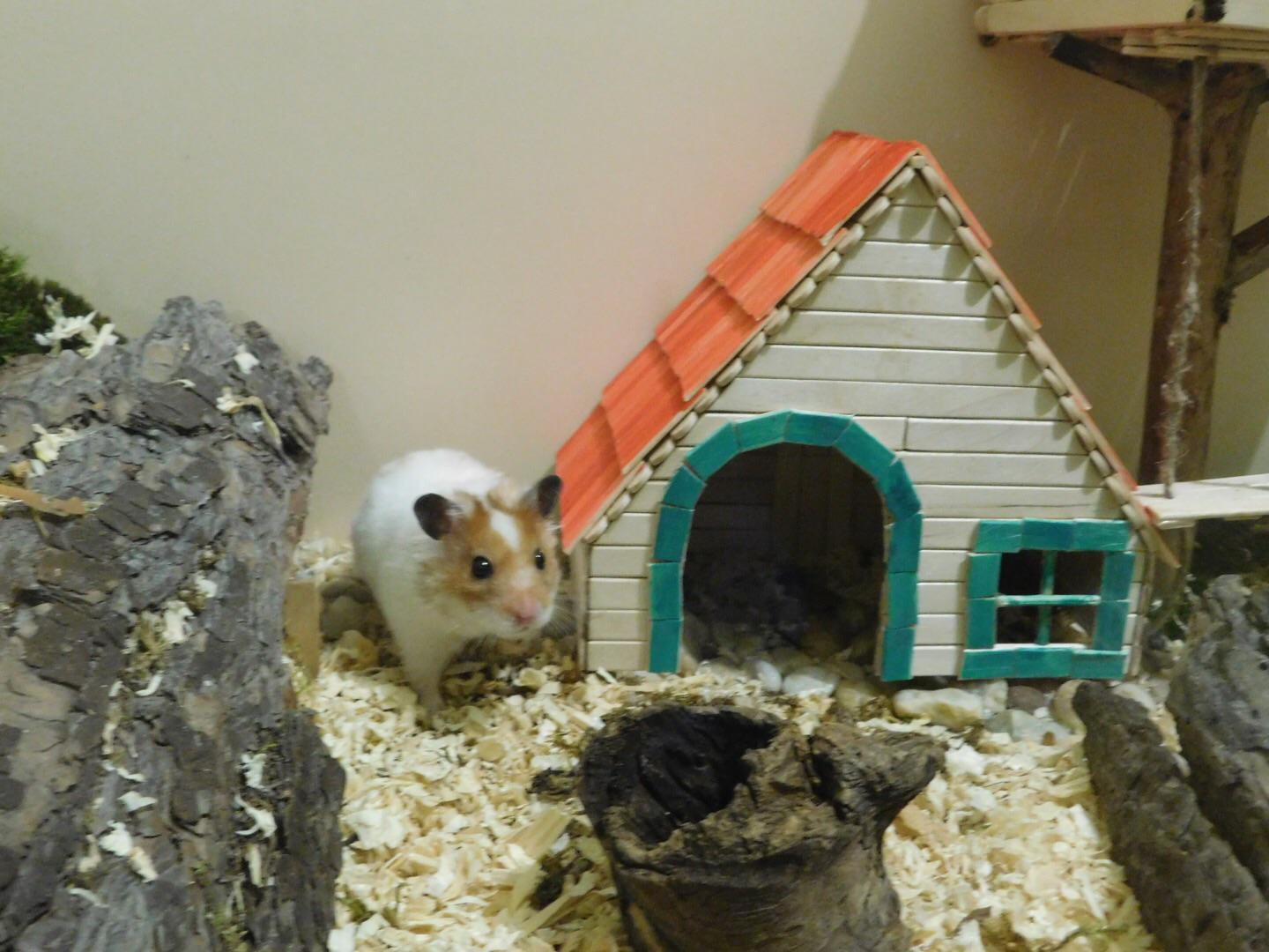 Hamster house | Scrolller