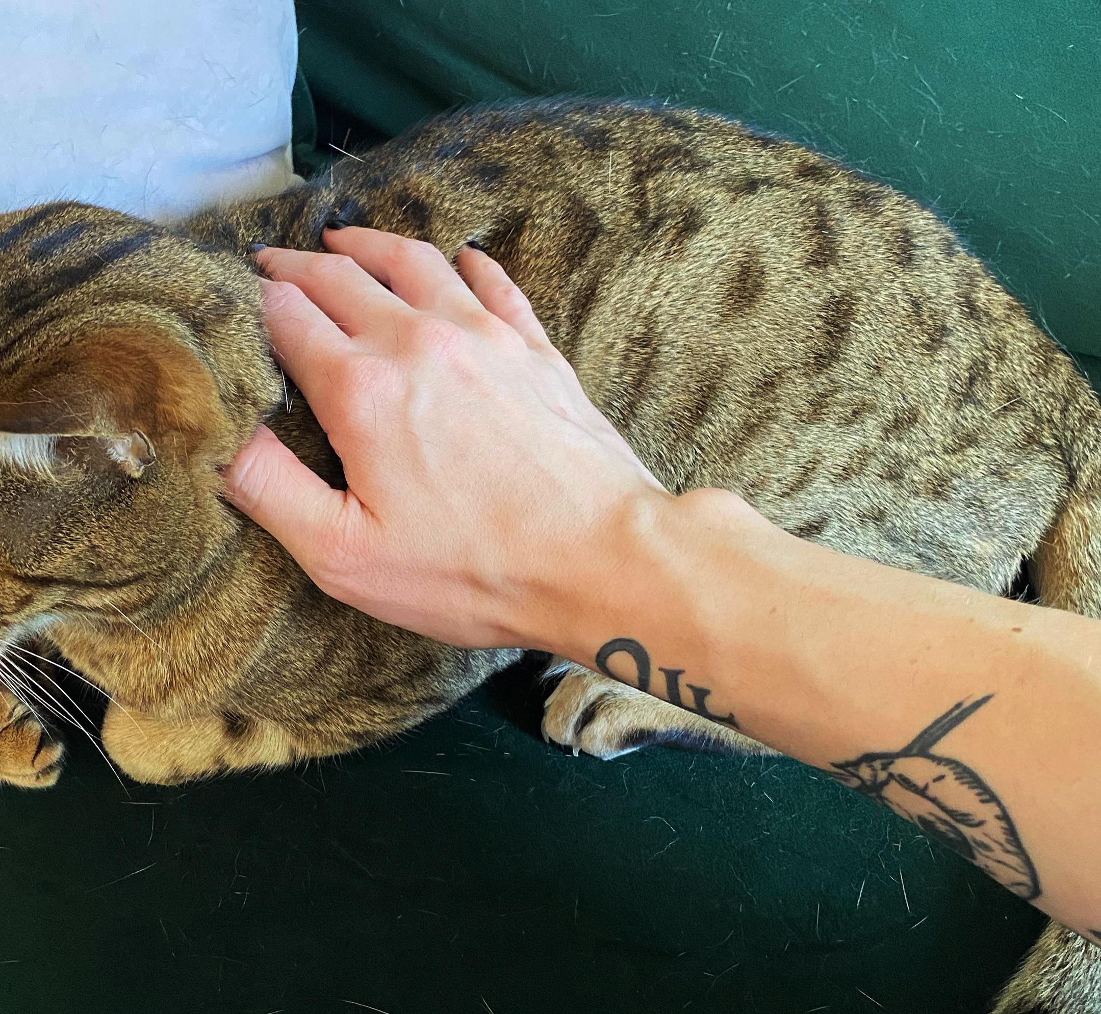 Hand and cat | Scrolller