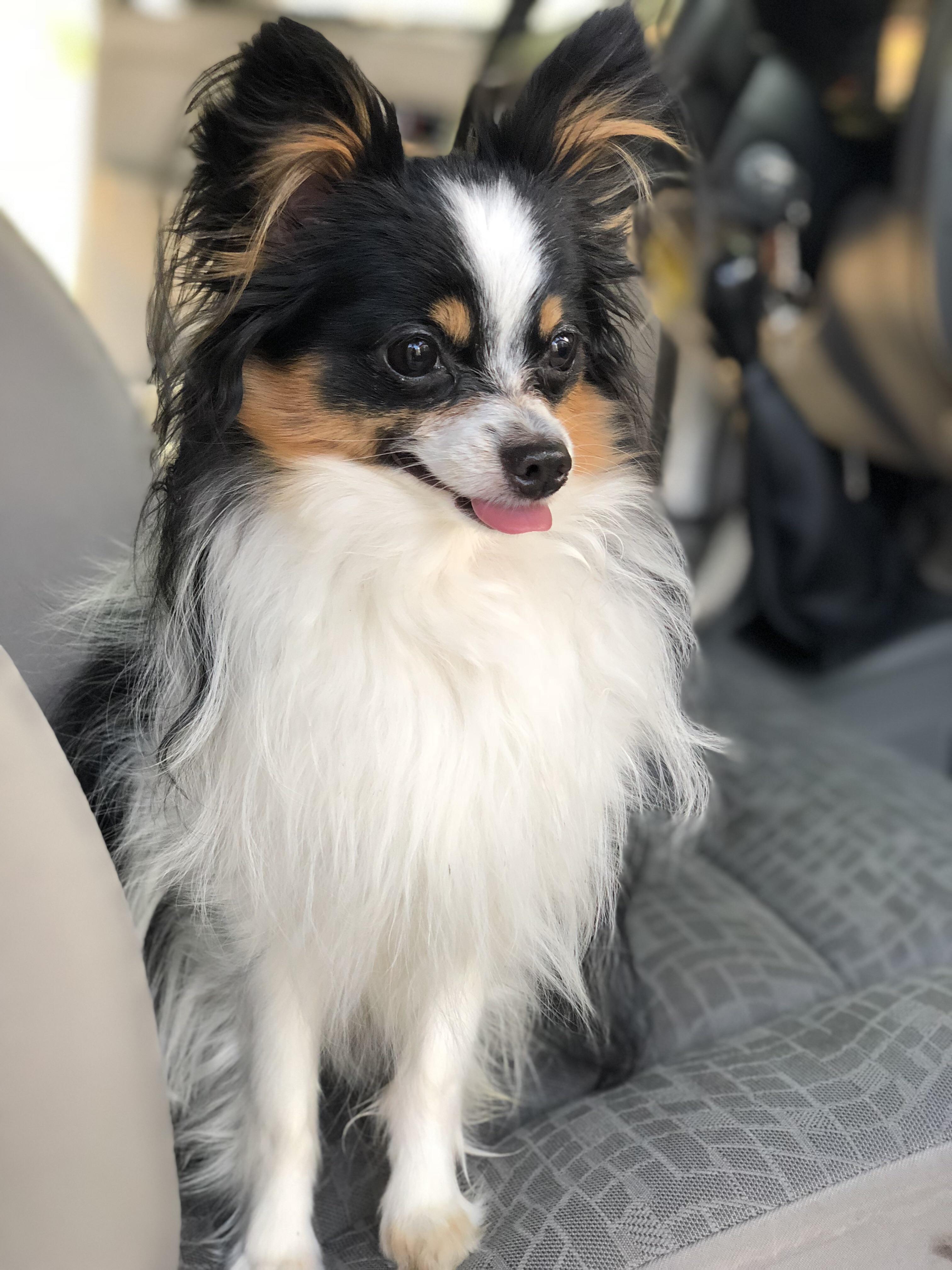 Handsome Devil | Scrolller