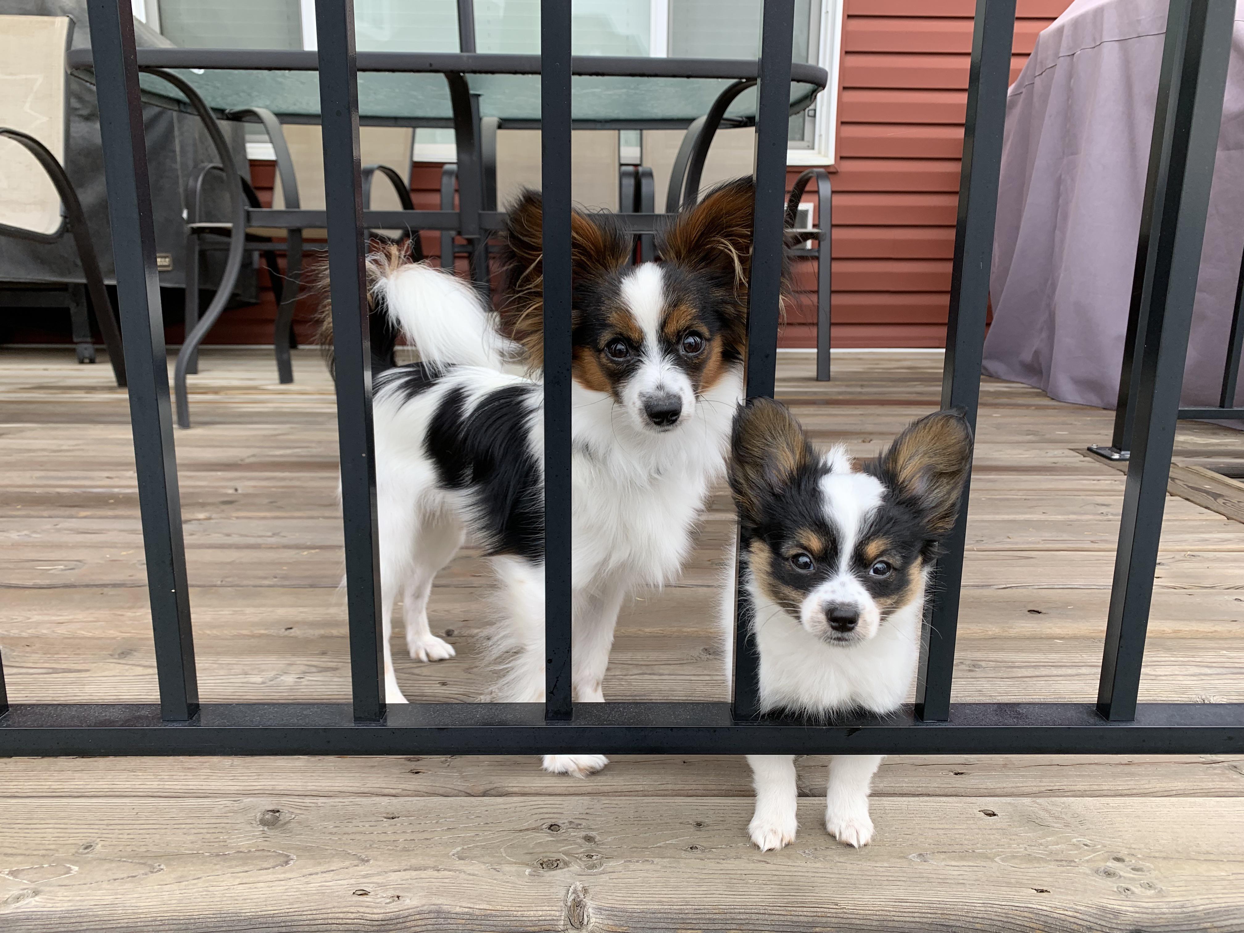 Hanging out behind bars | Scrolller