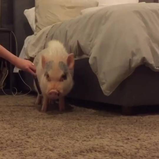 Hank gets comfy while being brushed | Scrolller