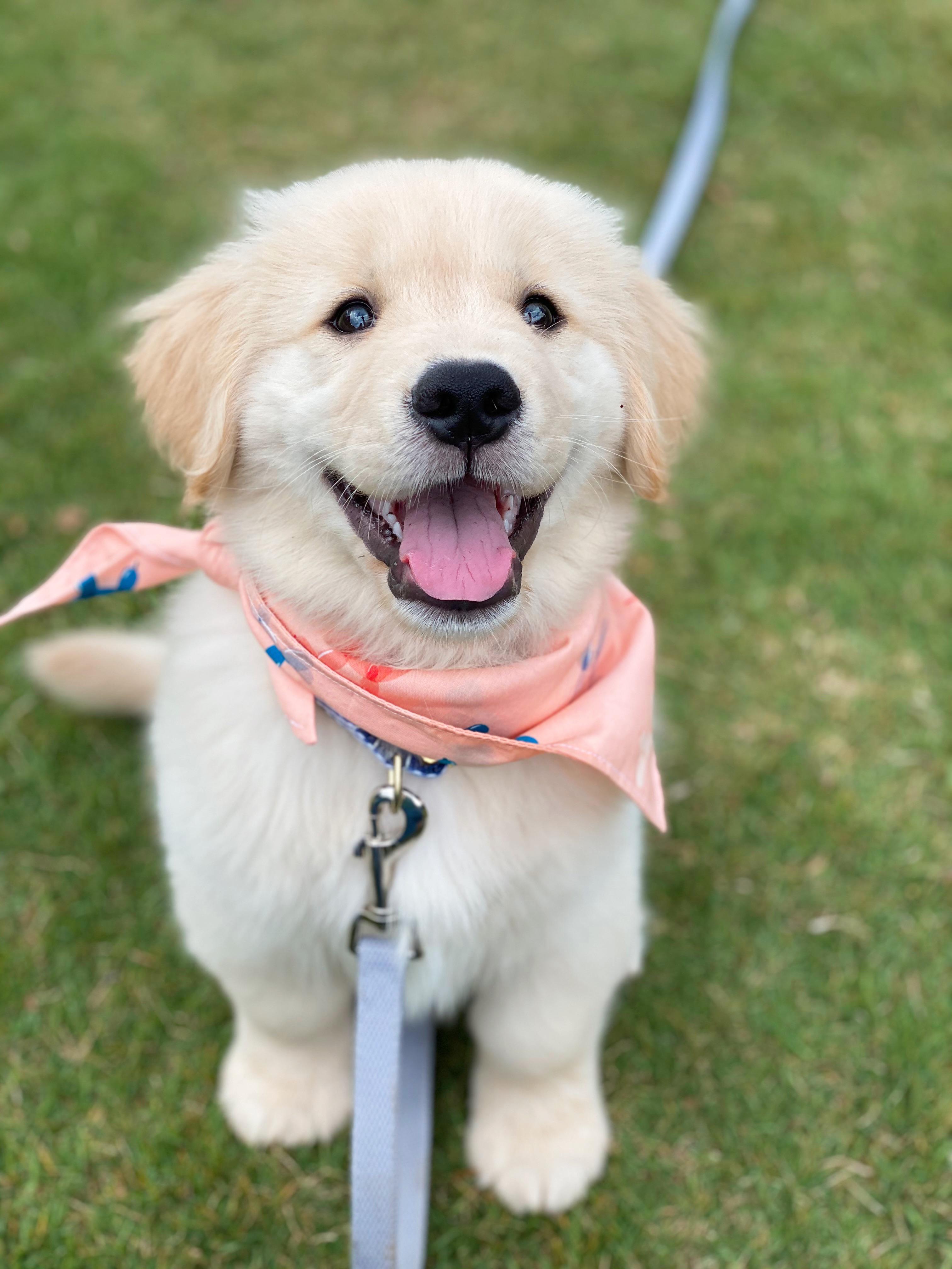 Hank is so hap it’s a long weekend! | Scrolller