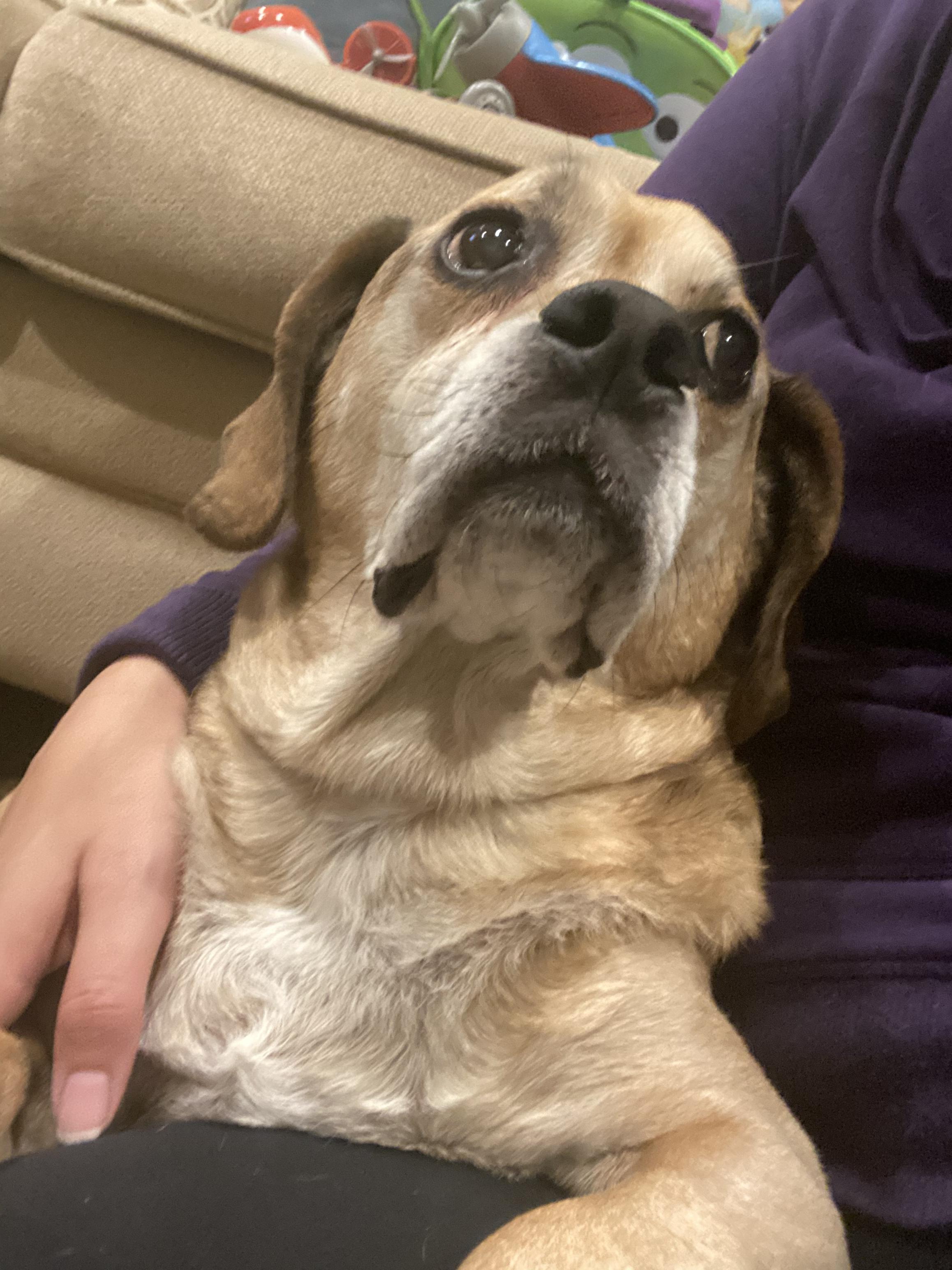 Happy 13th Birthday to Max the puggle | Scrolller
