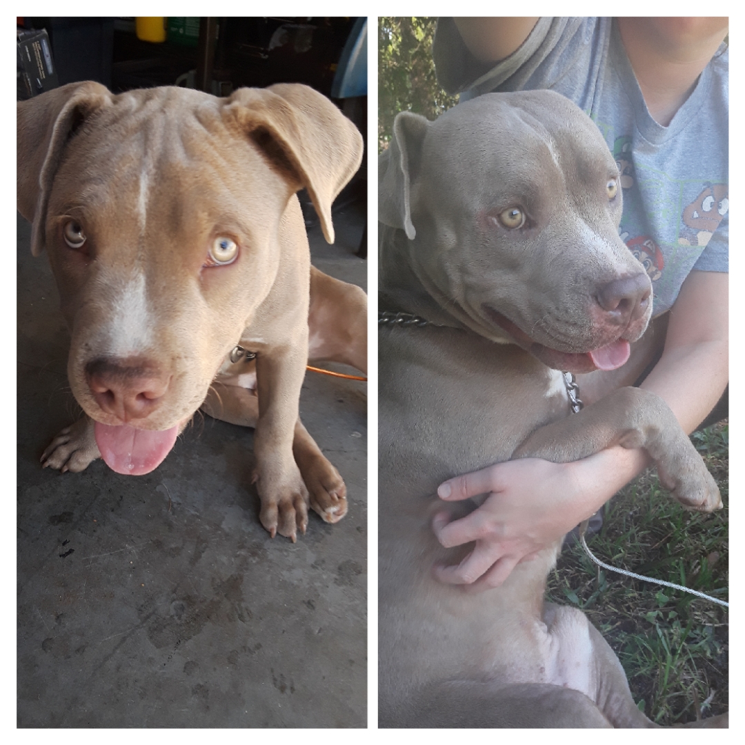 Happy 3rd birthday Rama, my favorite derp 💜 | Scrolller