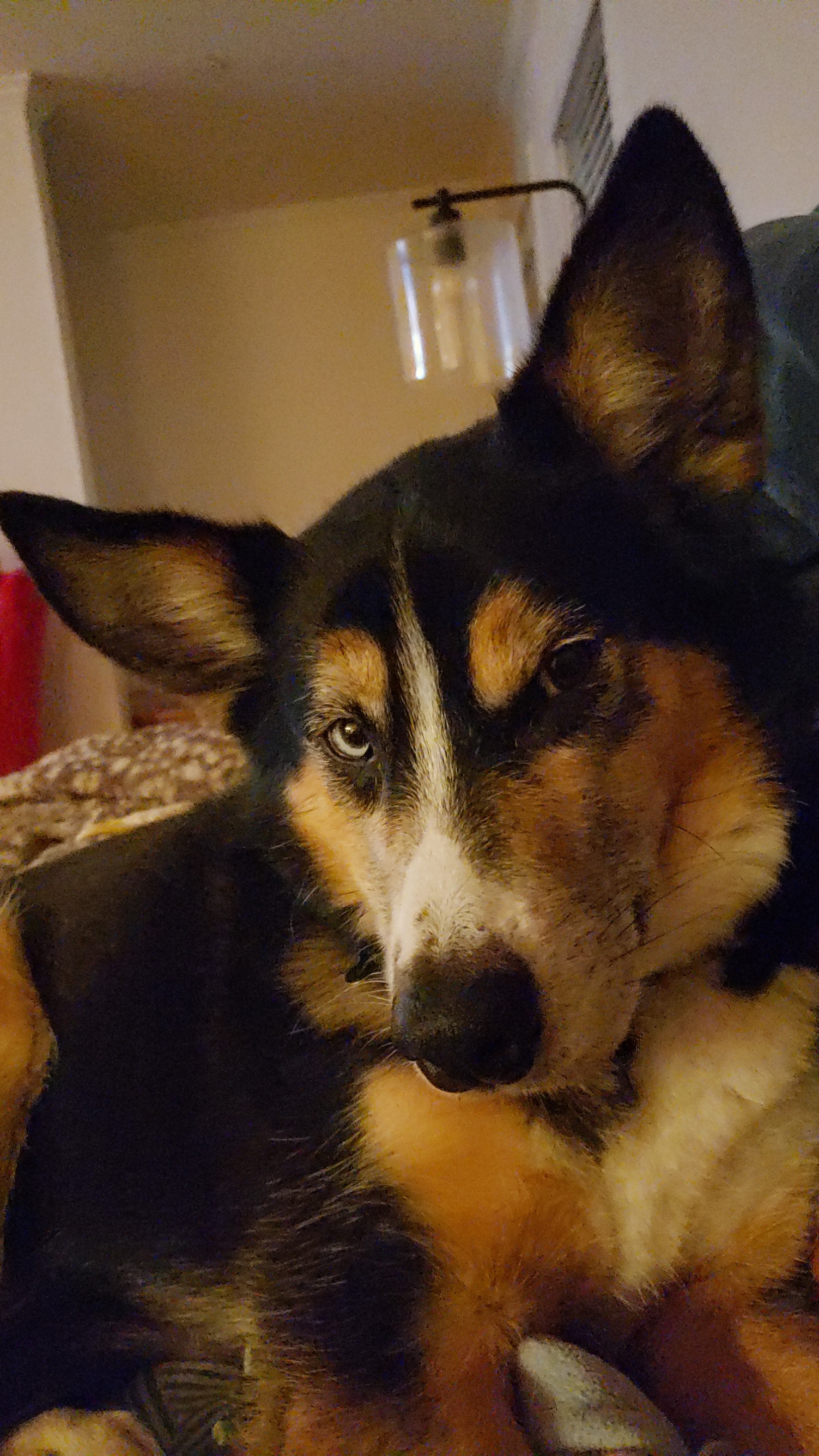 Happy 9th birthday to my best buddy Angus! | Scrolller