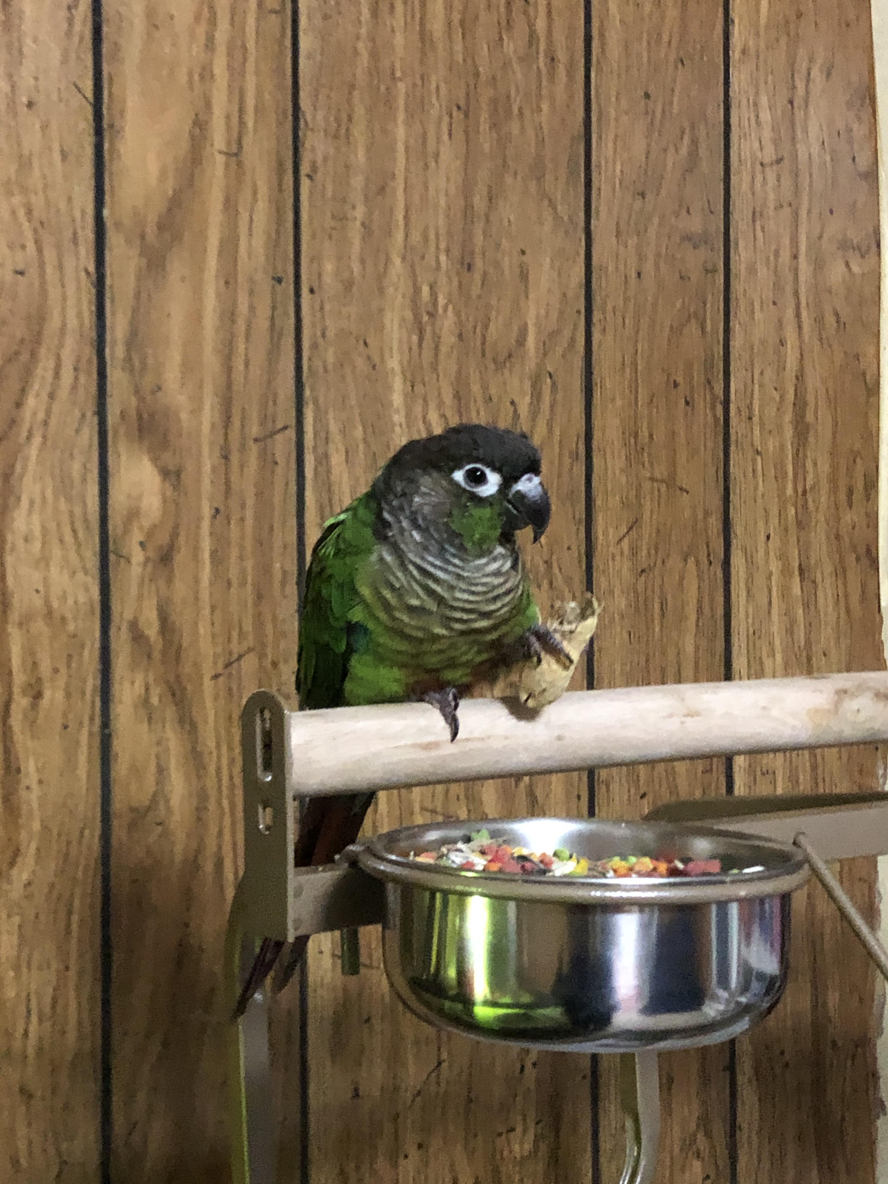 Happy Birb | Scrolller