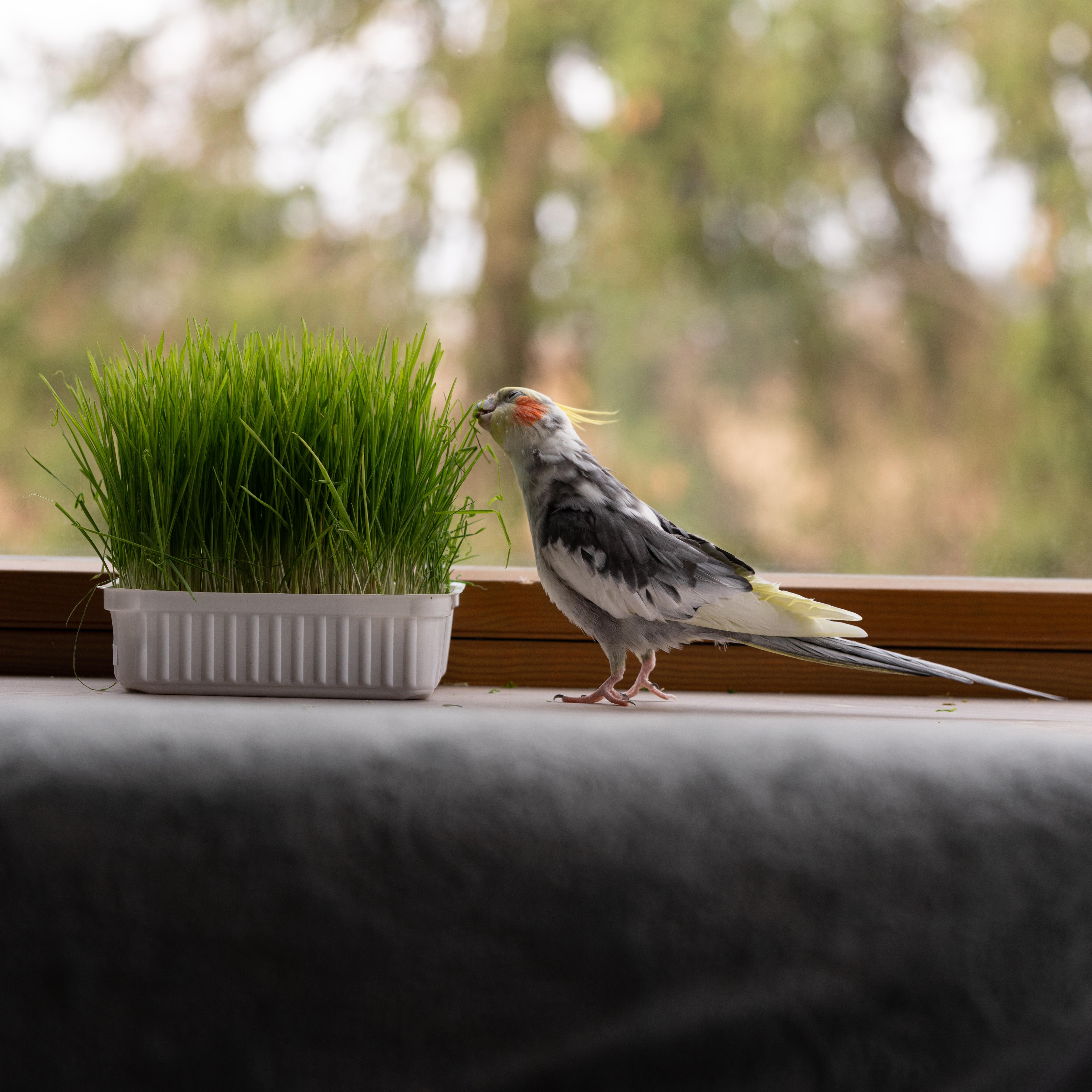 Happy birb eating some wheat grass | Scrolller