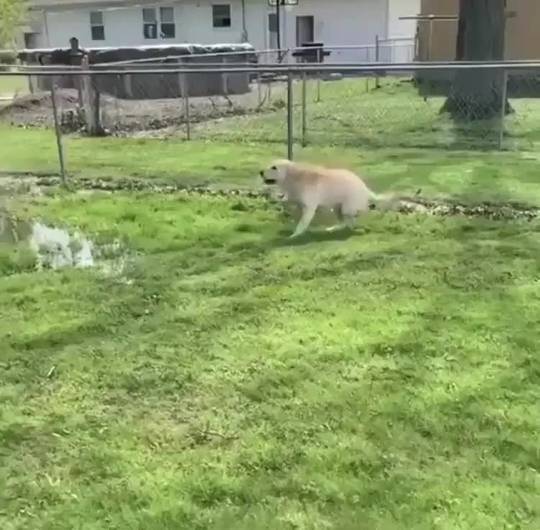 Happy boy can’t get enough PUDDLES | Scrolller