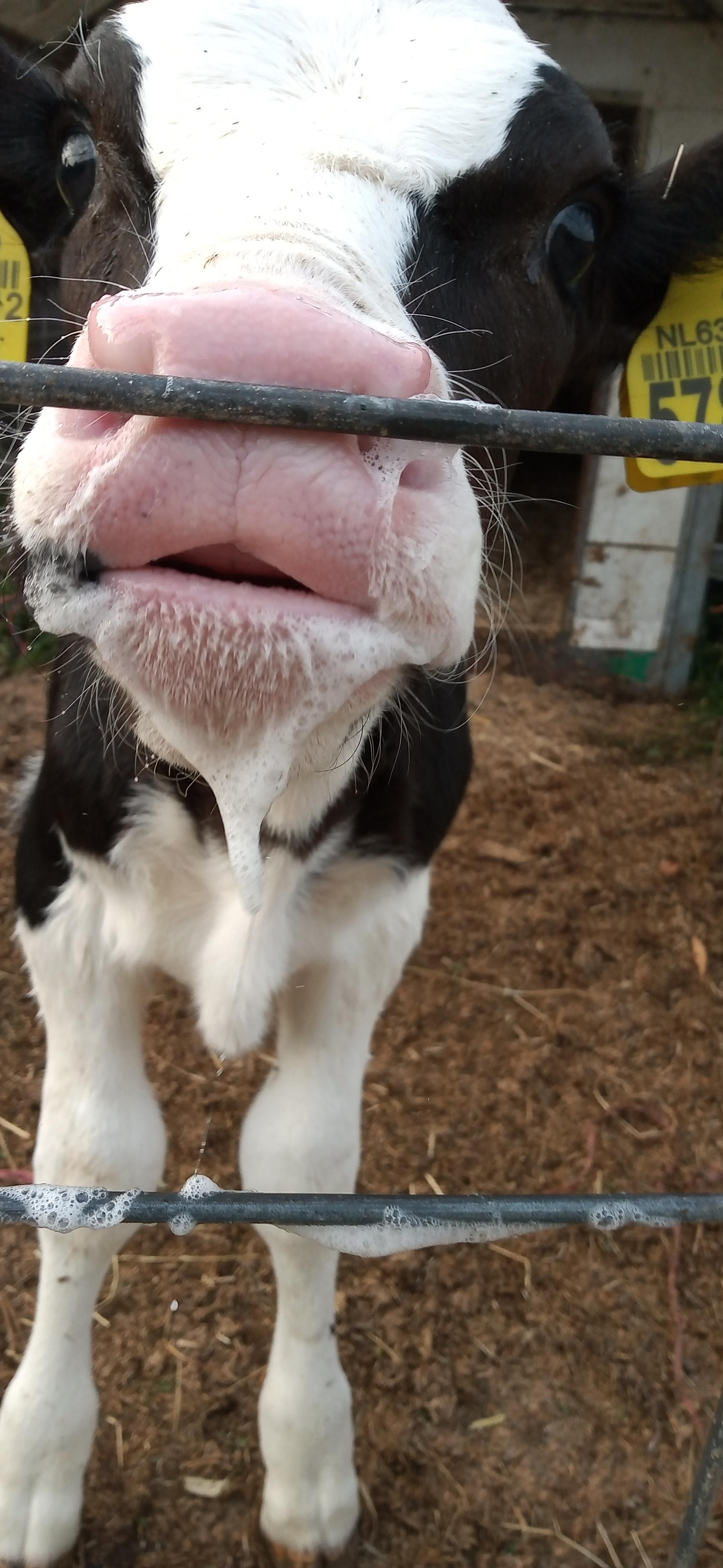 Happy calf | Scrolller