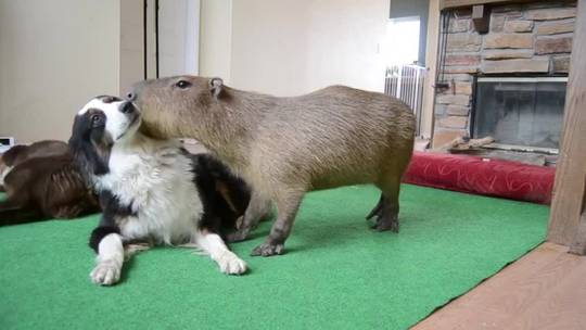 Happy Capybara | Scrolller