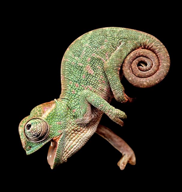 Happy chameleon, looking up with mouth open | Scrolller