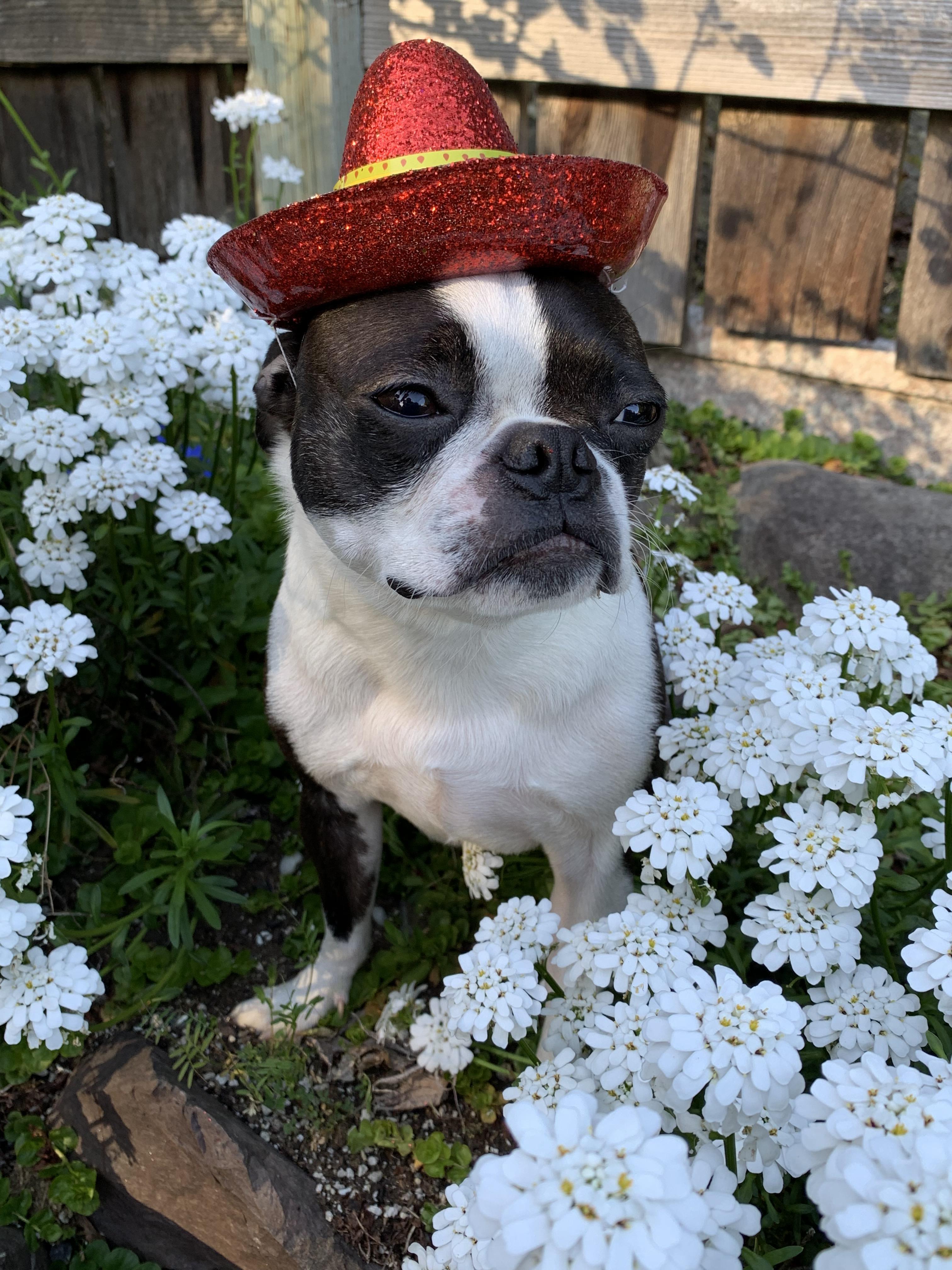 Happy Cinco de Mayo | Scrolller