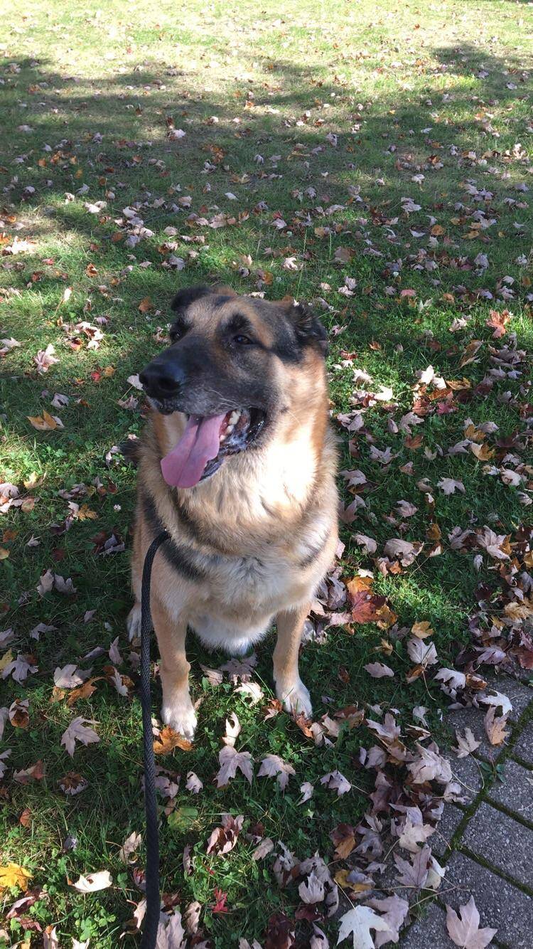 Happy dog | Scrolller