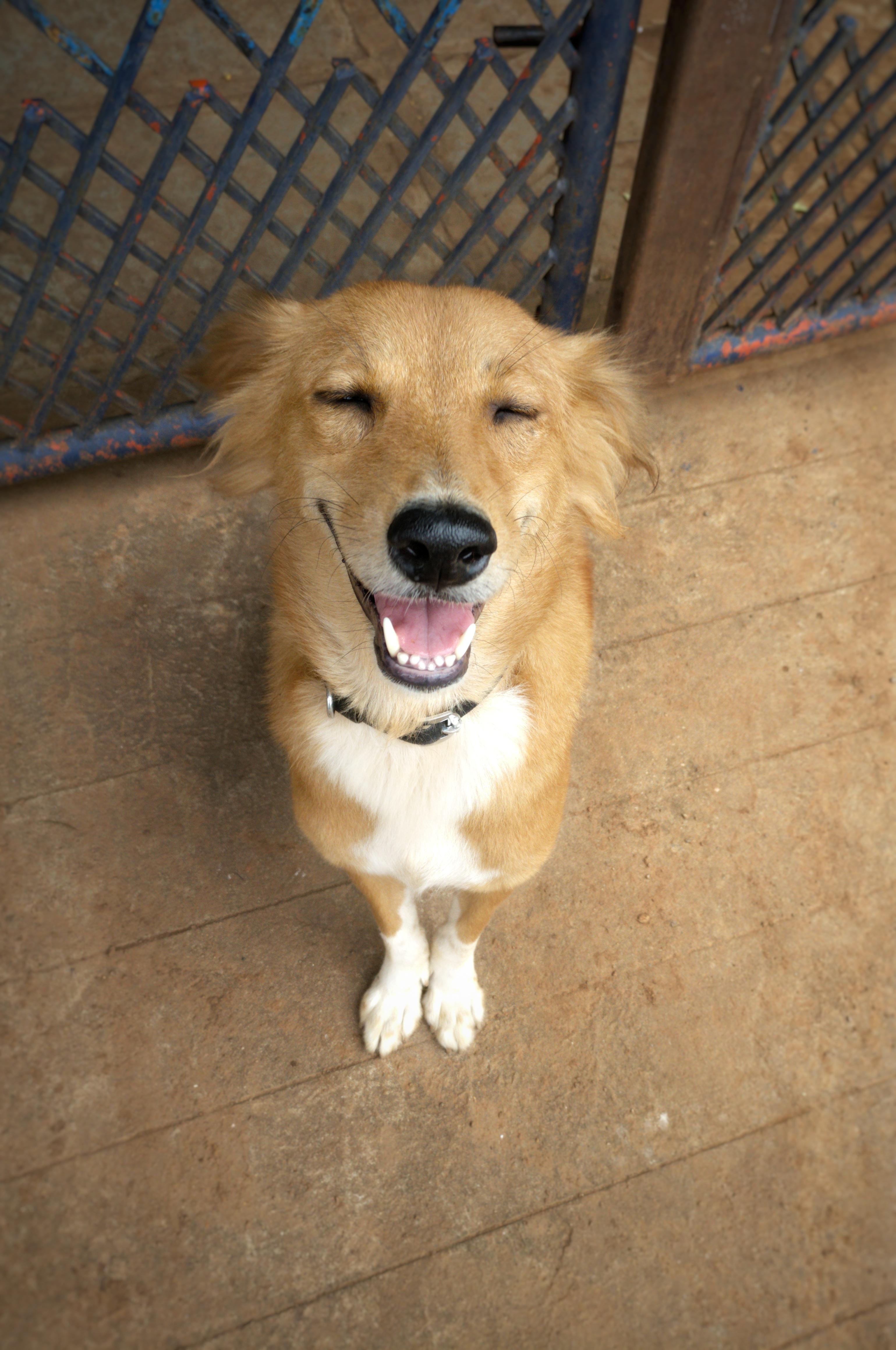 Happy doge | Scrolller