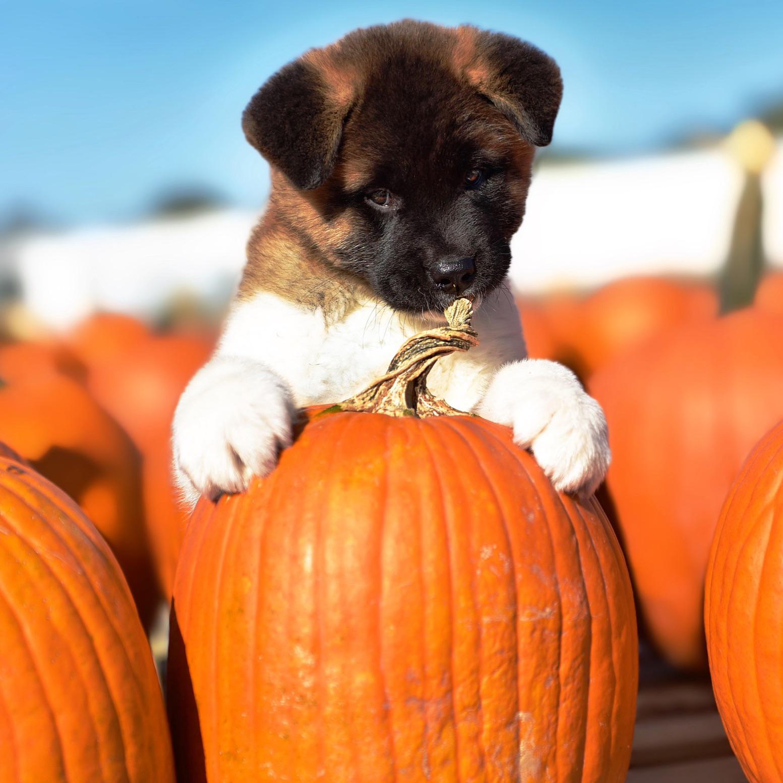 Happy Fall! | Scrolller