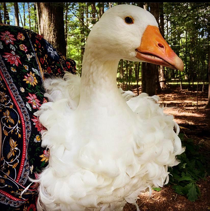 Happy Friday from Jane my Sebastopol goose! ️ | Scrolller