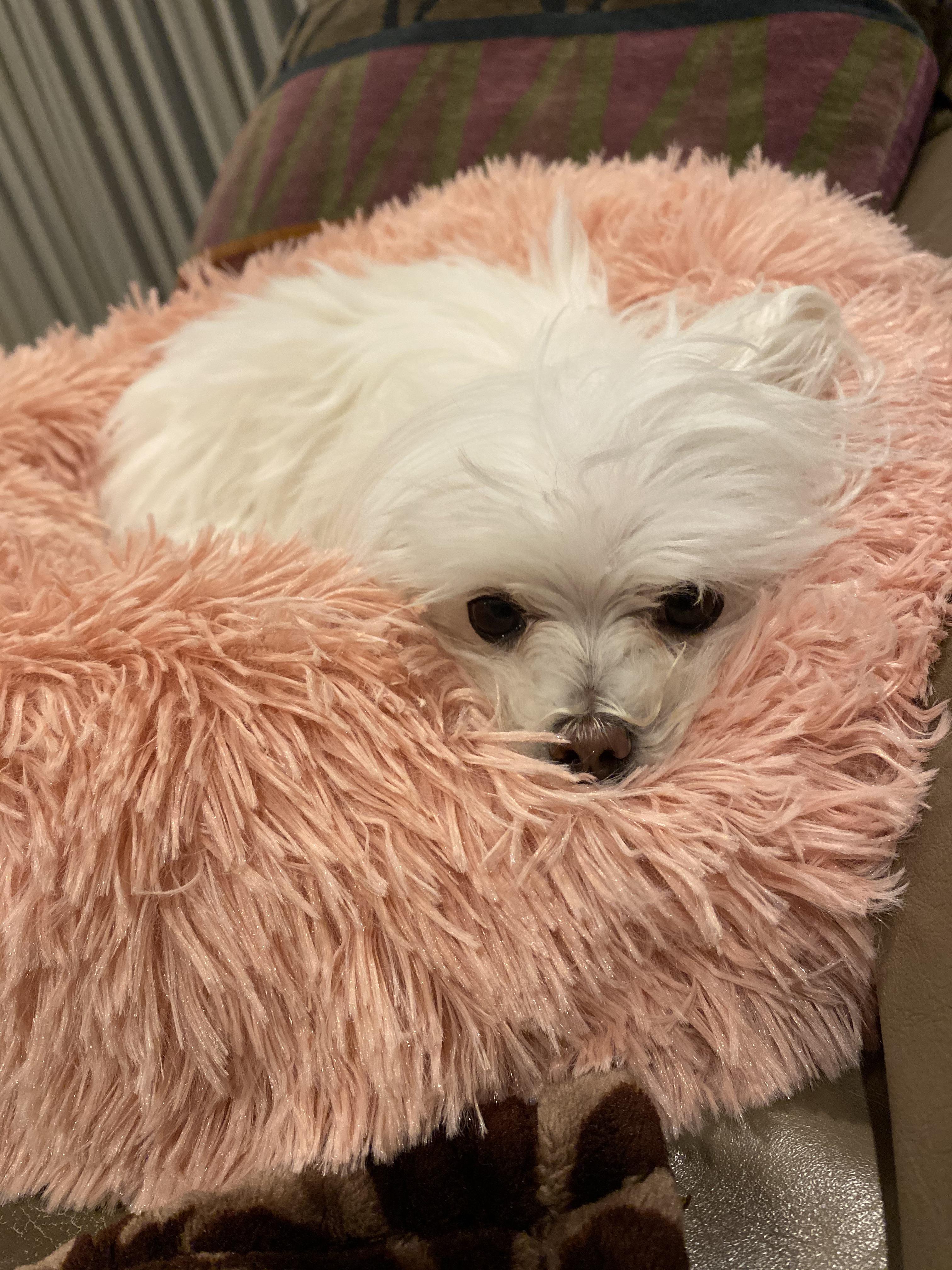 Happy girl in her floofy bed! | Scrolller