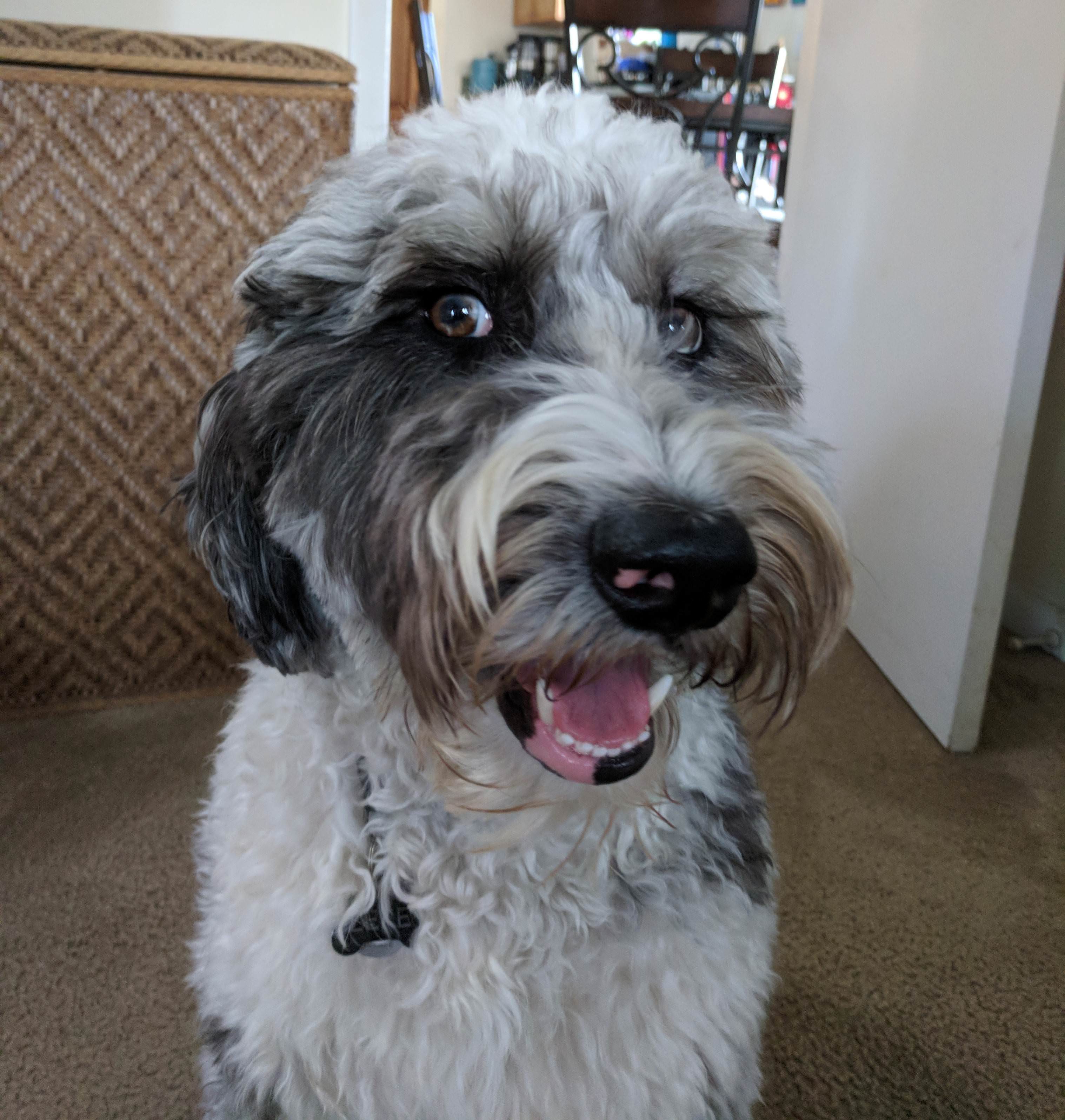 Happy Gotcha Day, Zeke! | Scrolller