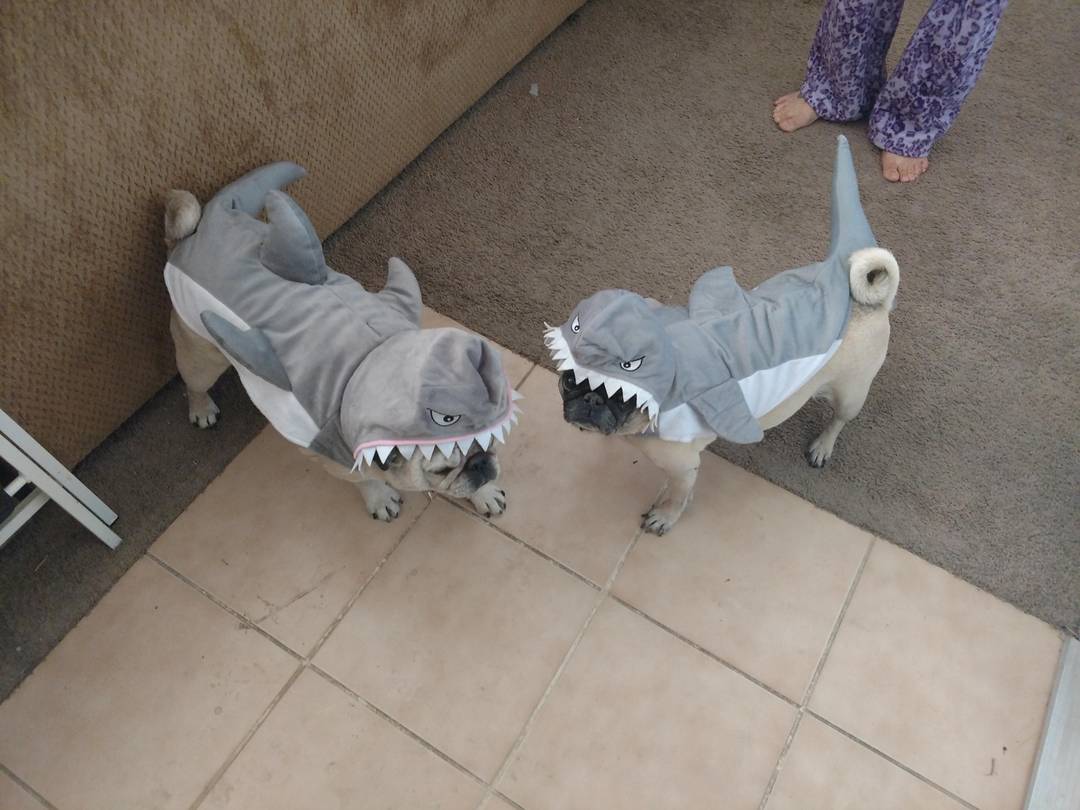 Happy Halloween from George & Effie, the pug-sharks. | Scrolller