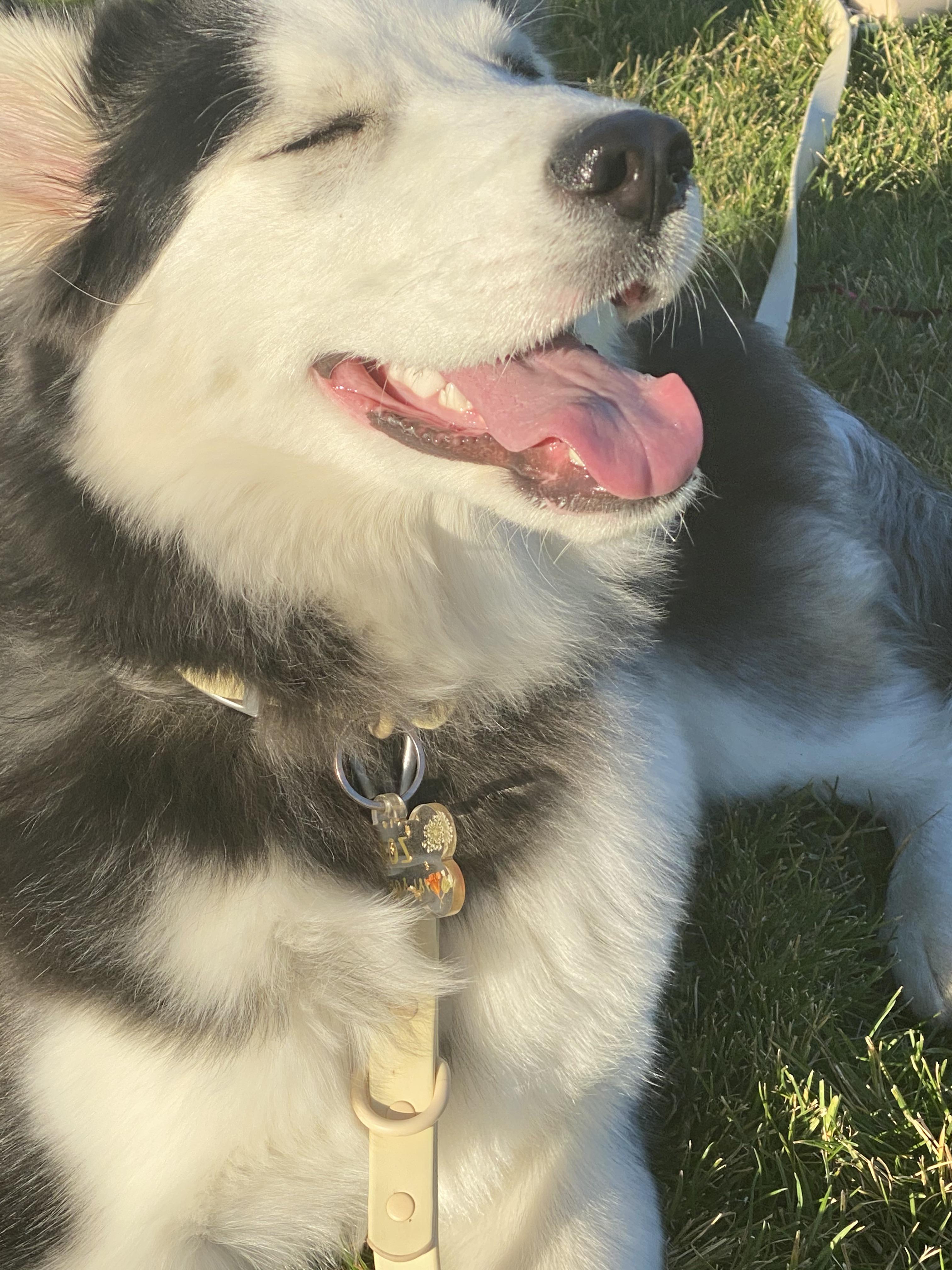 happy husky | Scrolller