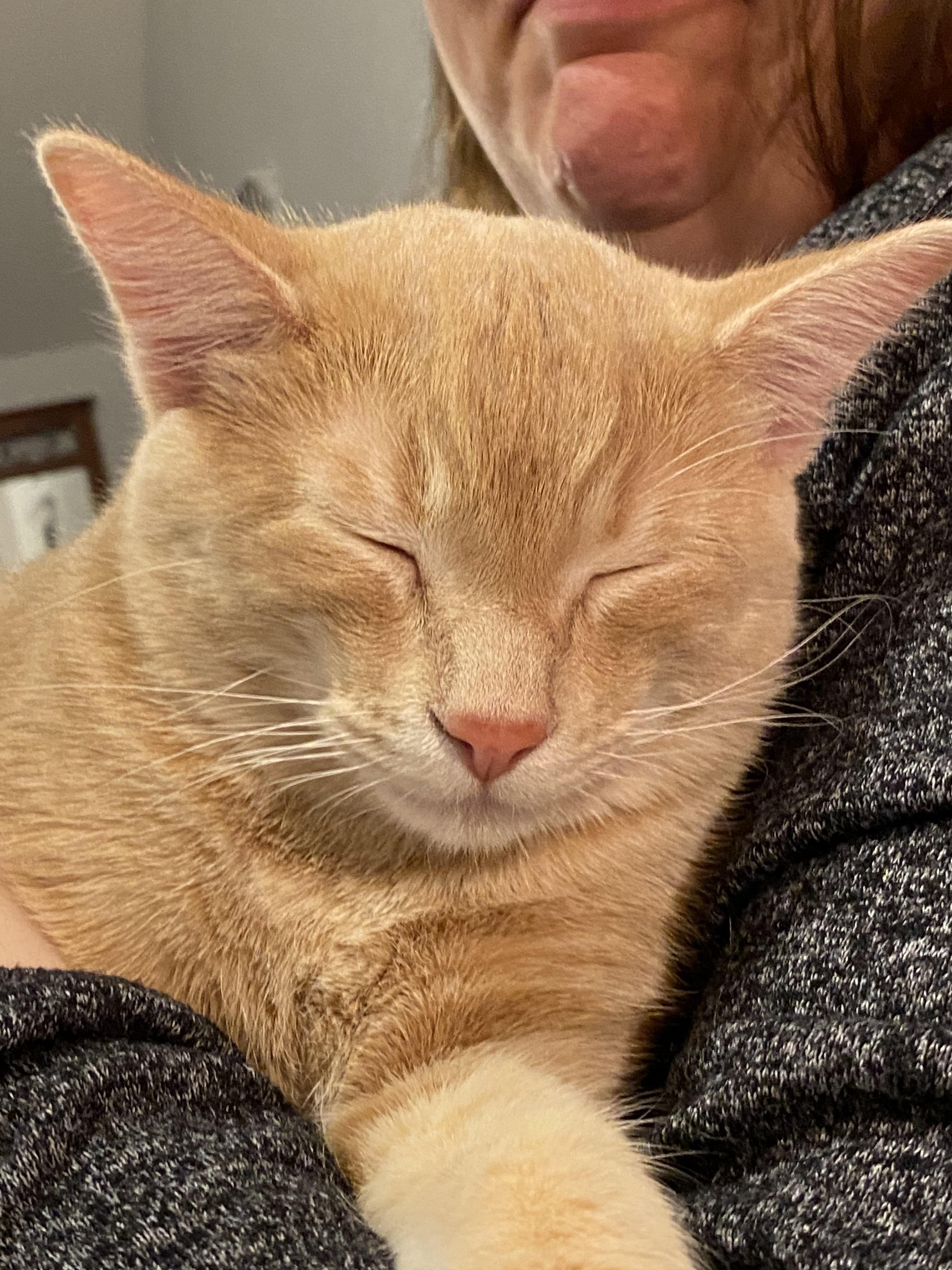 Happy Kitten. | Scrolller