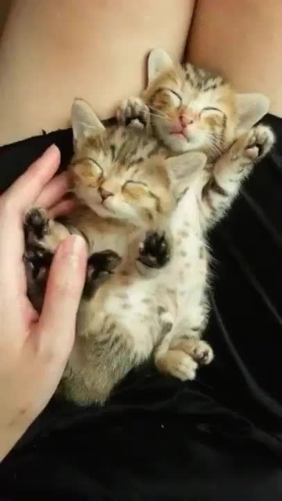 happy kitties | Scrolller