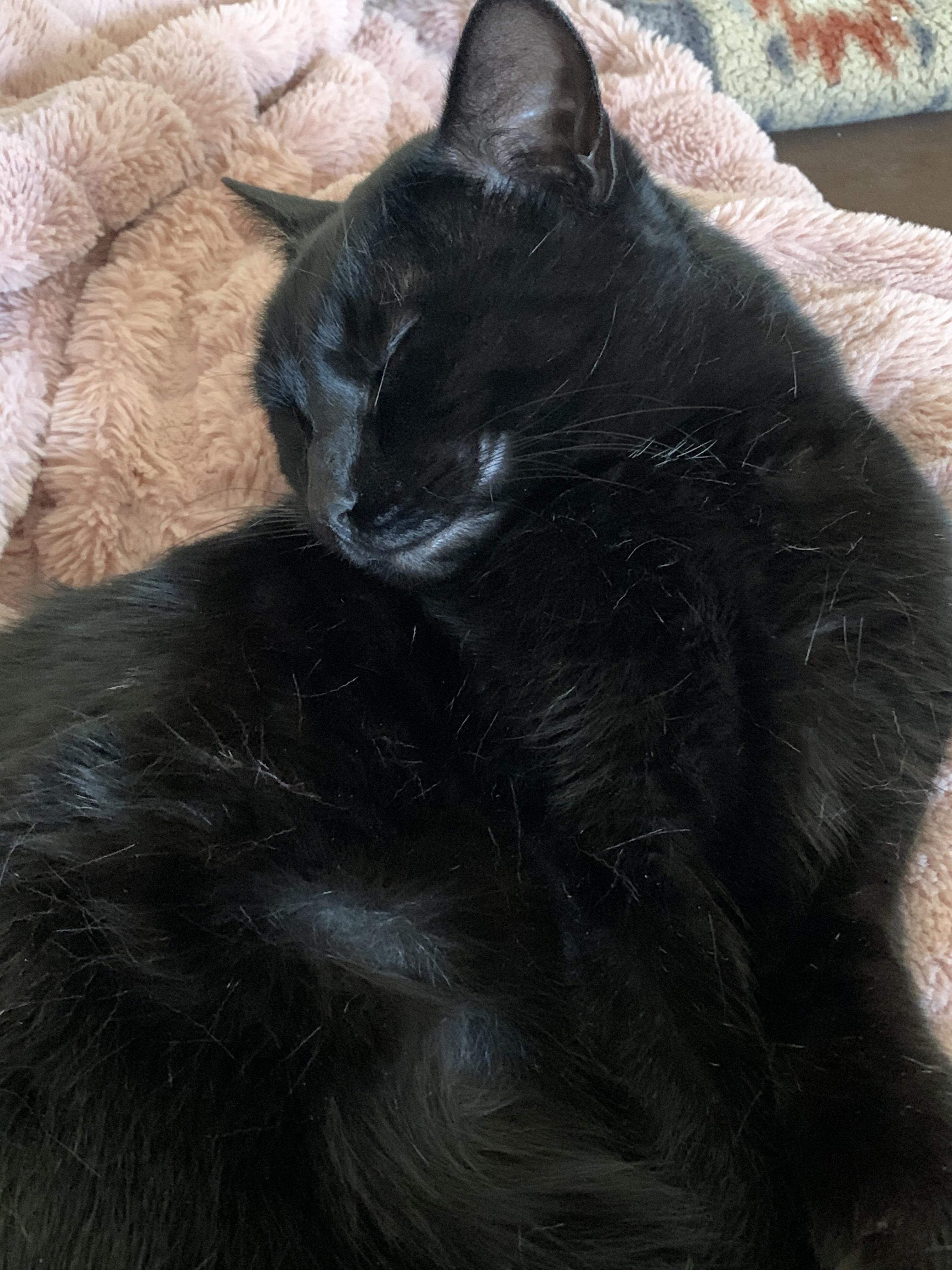 Happy kitty | Scrolller