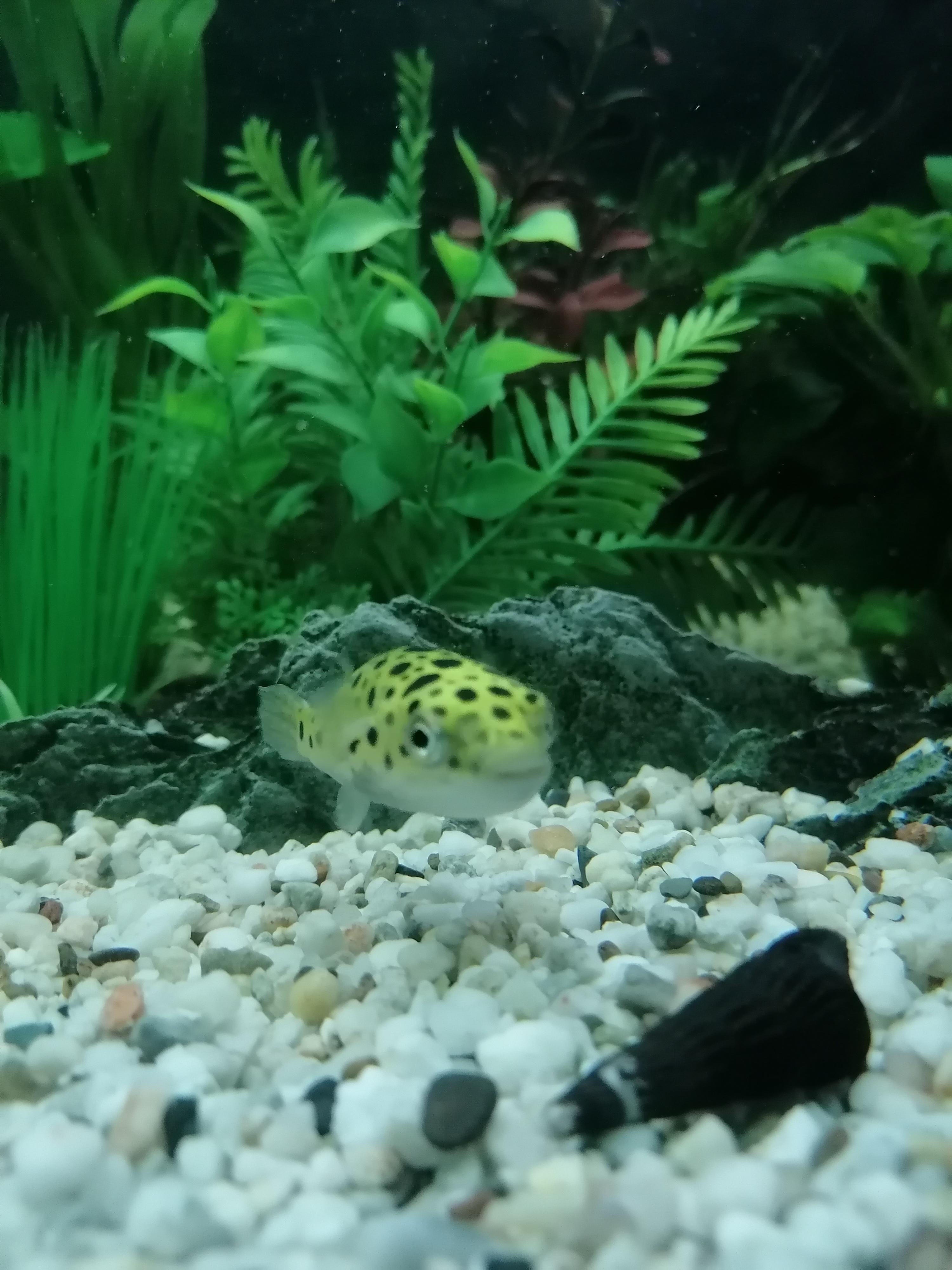 Happy little puffer | Scrolller