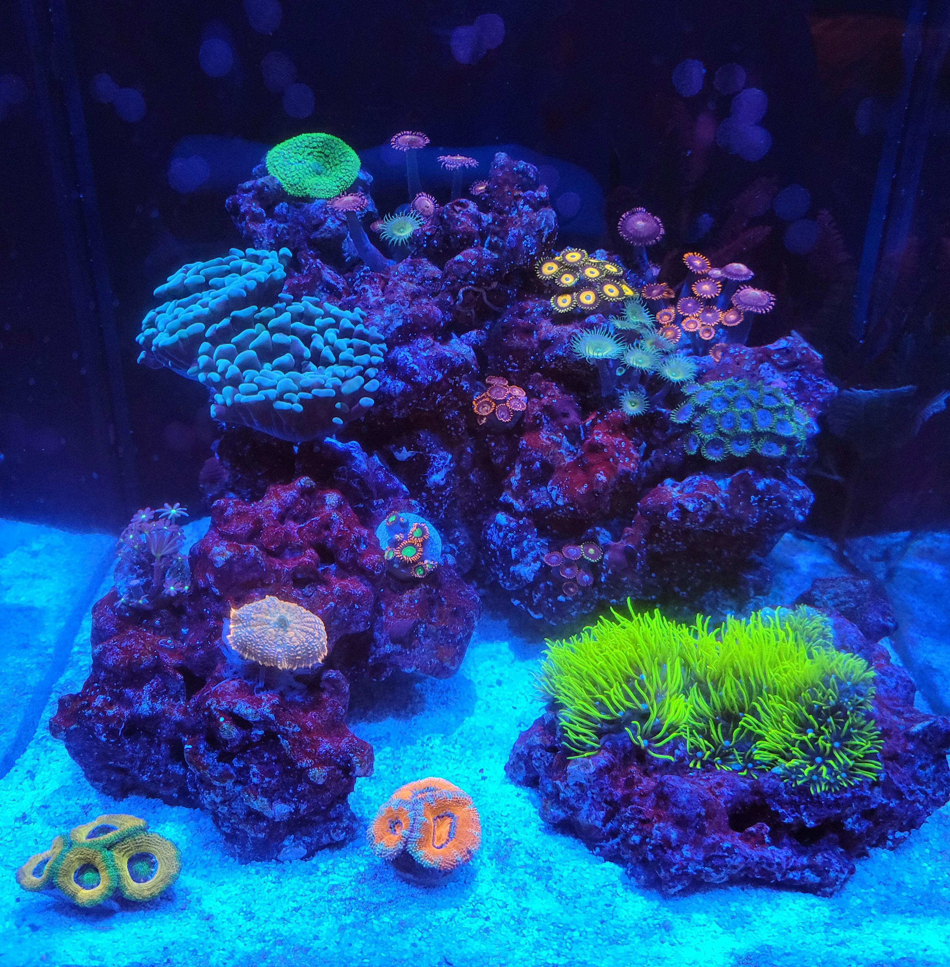 Happy nano reef😁 | Scrolller