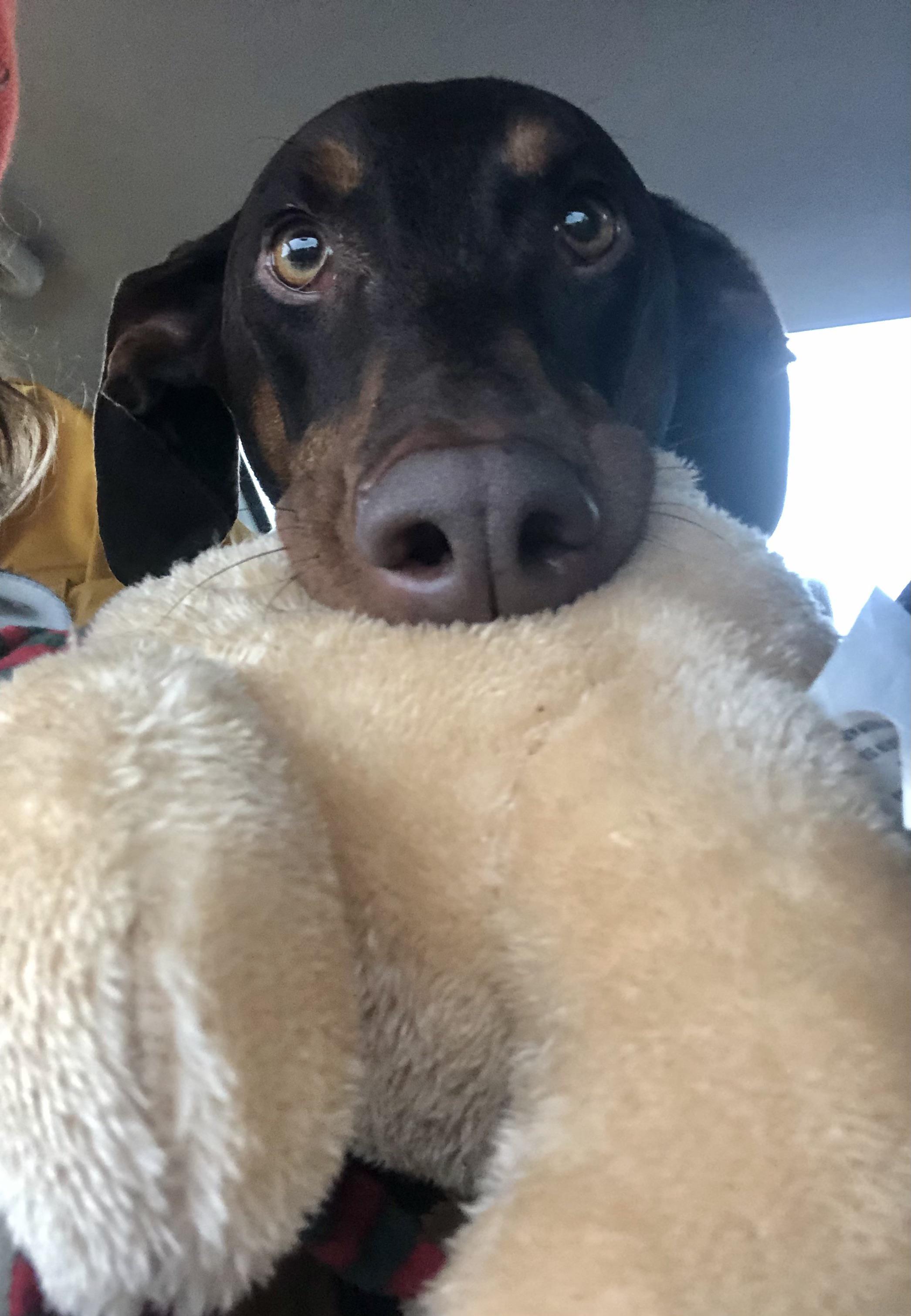 Happy New Years Eve! Love, Bowie and her new Teddy. | Scrolller