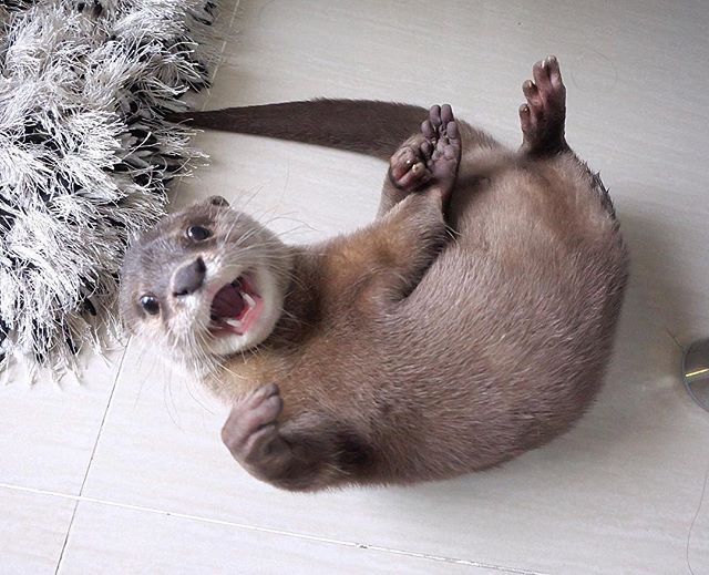 Happy otter | Scrolller