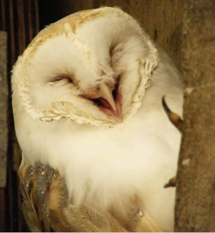 Happy owl | Scrolller