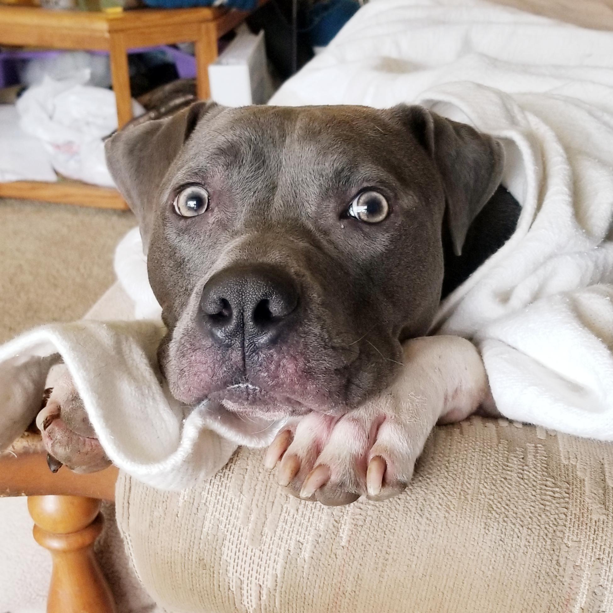 Happy pupper trying to manipulate mom, it's working. | Scrolller