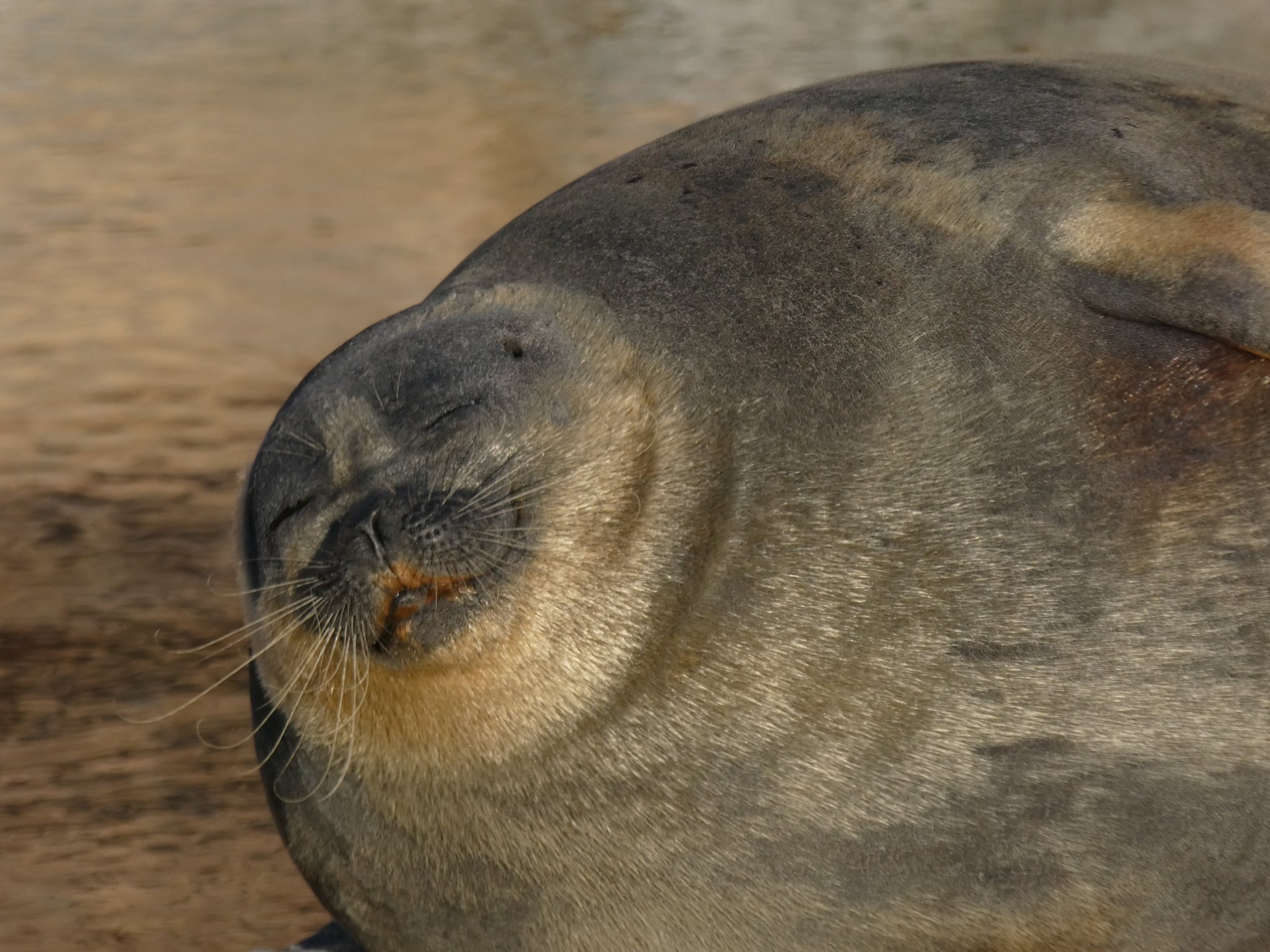 HAPPY ROUND CHONK | Scrolller