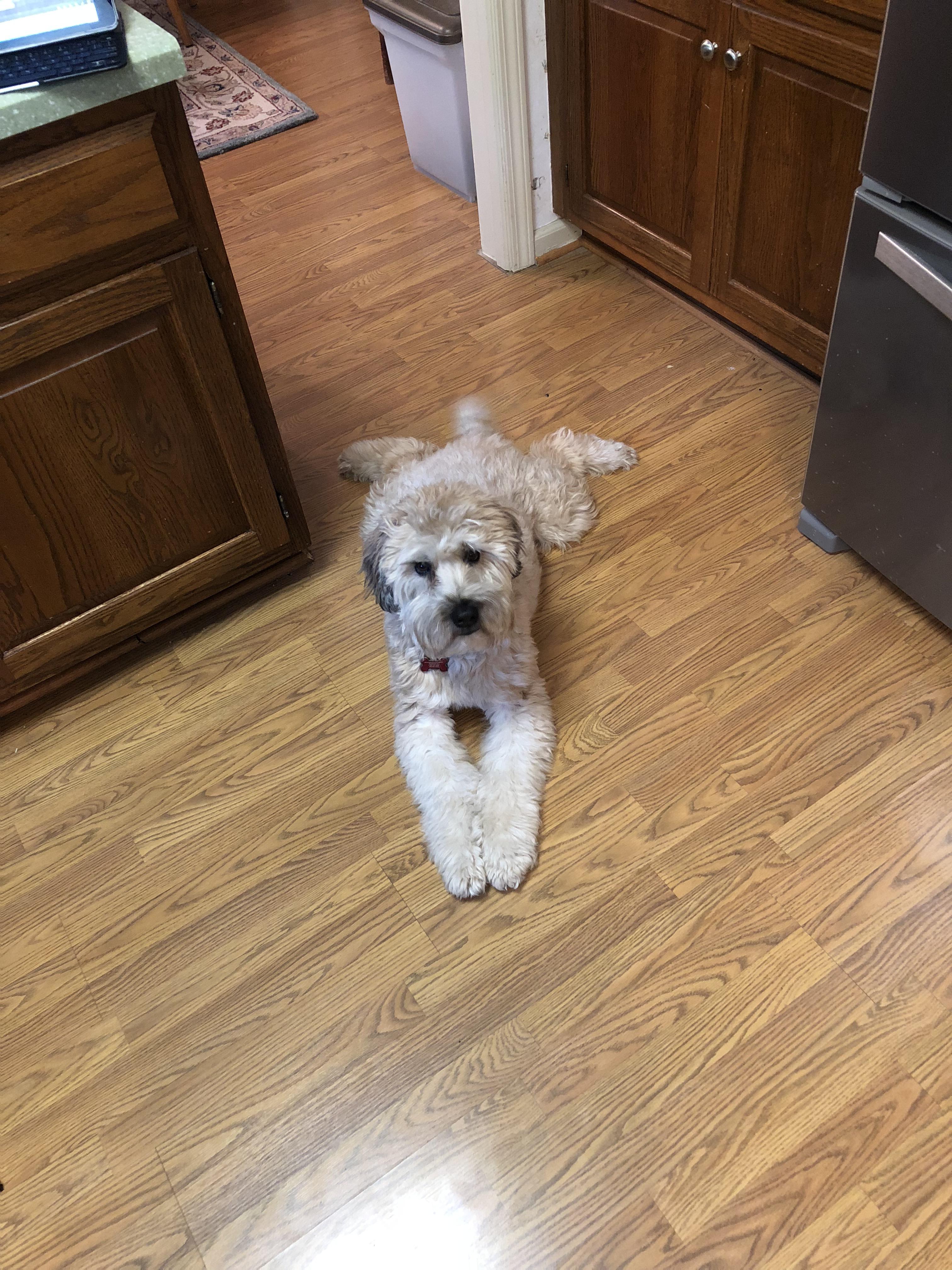 Happy sploot | Scrolller