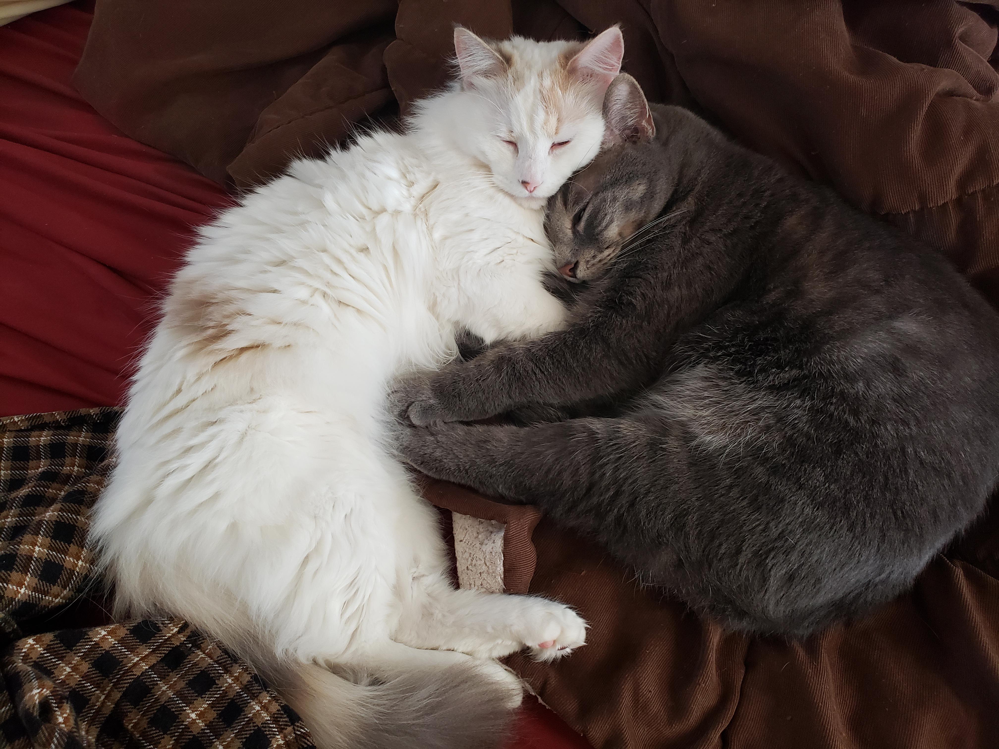 Happy Valentine's Day from this cuddle puddle!!! | Scrolller