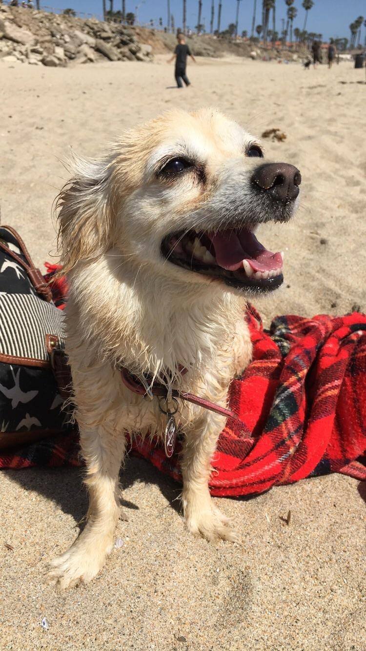 Happy Waffle Day! Waffles turns 7 today ;) | Scrolller