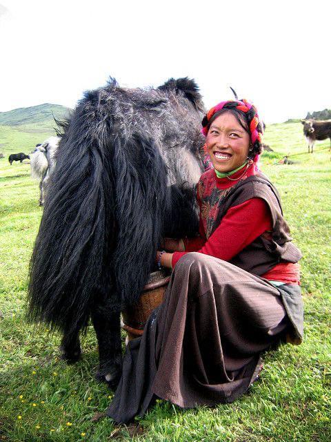 Happy Yak Farmer. Tibet, Tagong. | Scrolller