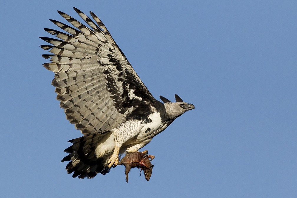 Harpy Eagle taking armadillo to the nest. | Scrolller