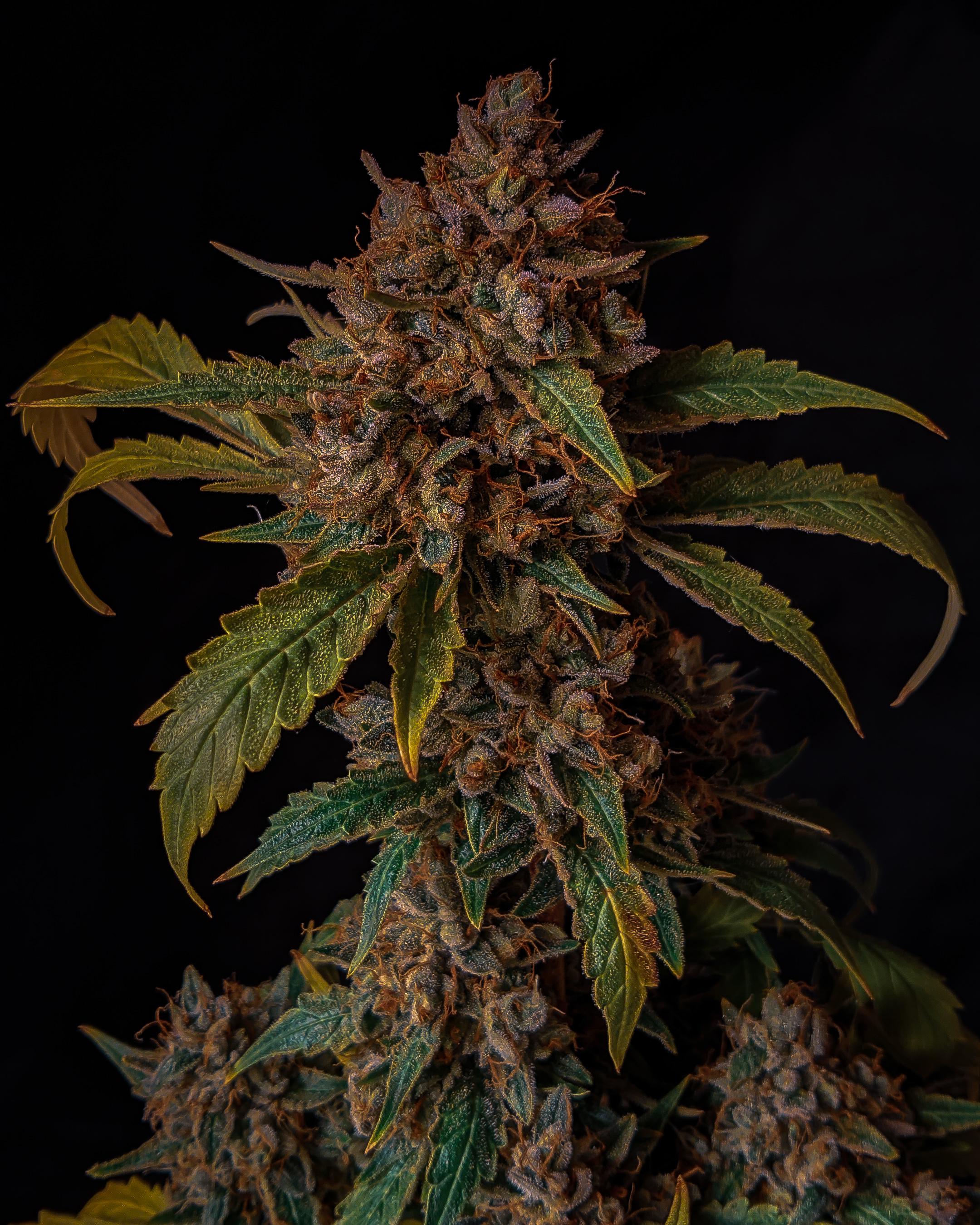 🔪 Harvest day! RocBudInc - Iced Gushers | Scrolller