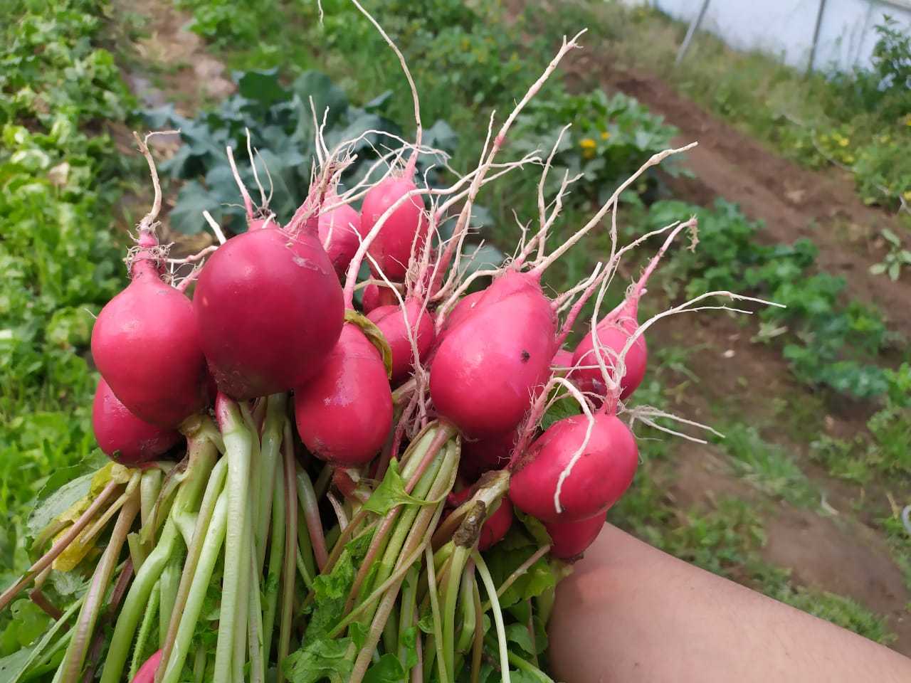 Harvest radish! | Scrolller