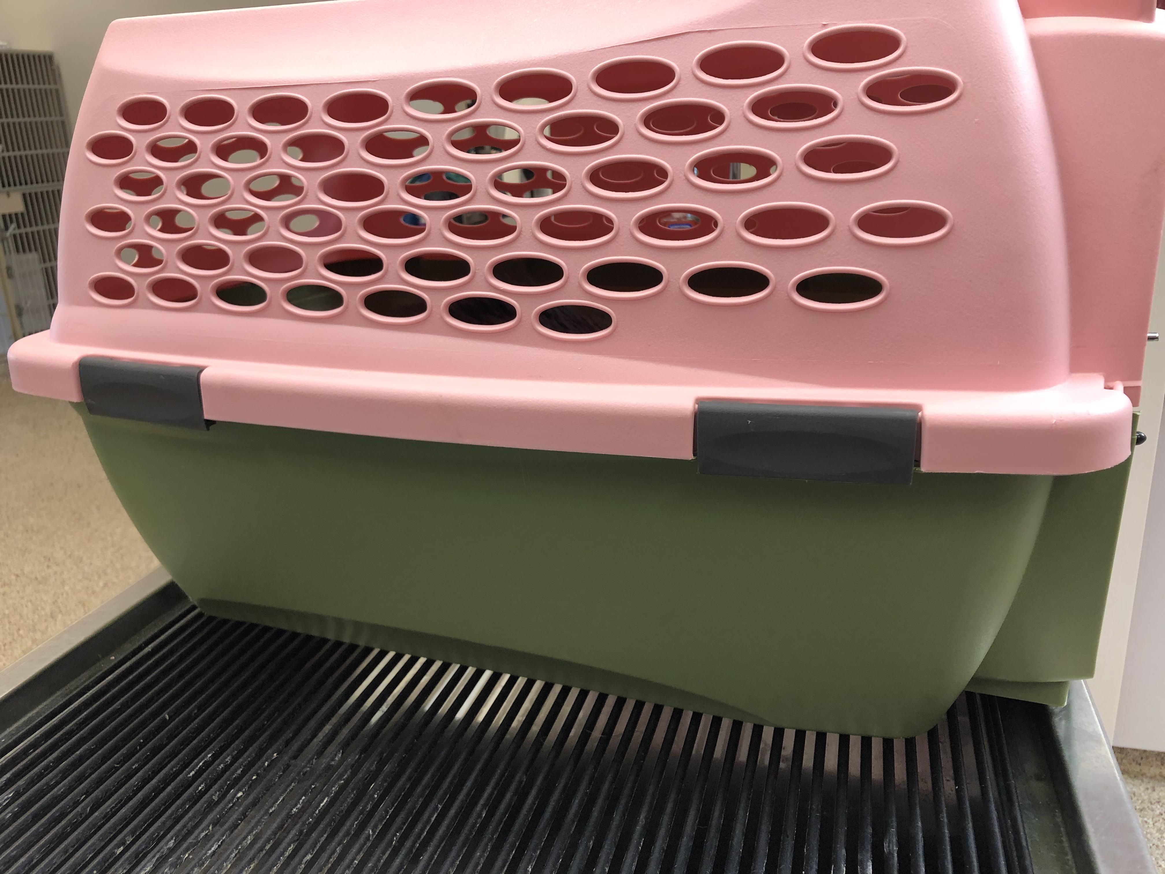 Has Timmy been turned into a cat?! | Scrolller