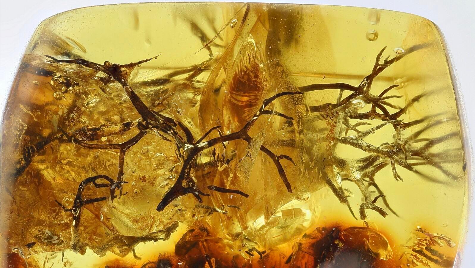 Have a nice picture of prehistoric lichen | Scrolller