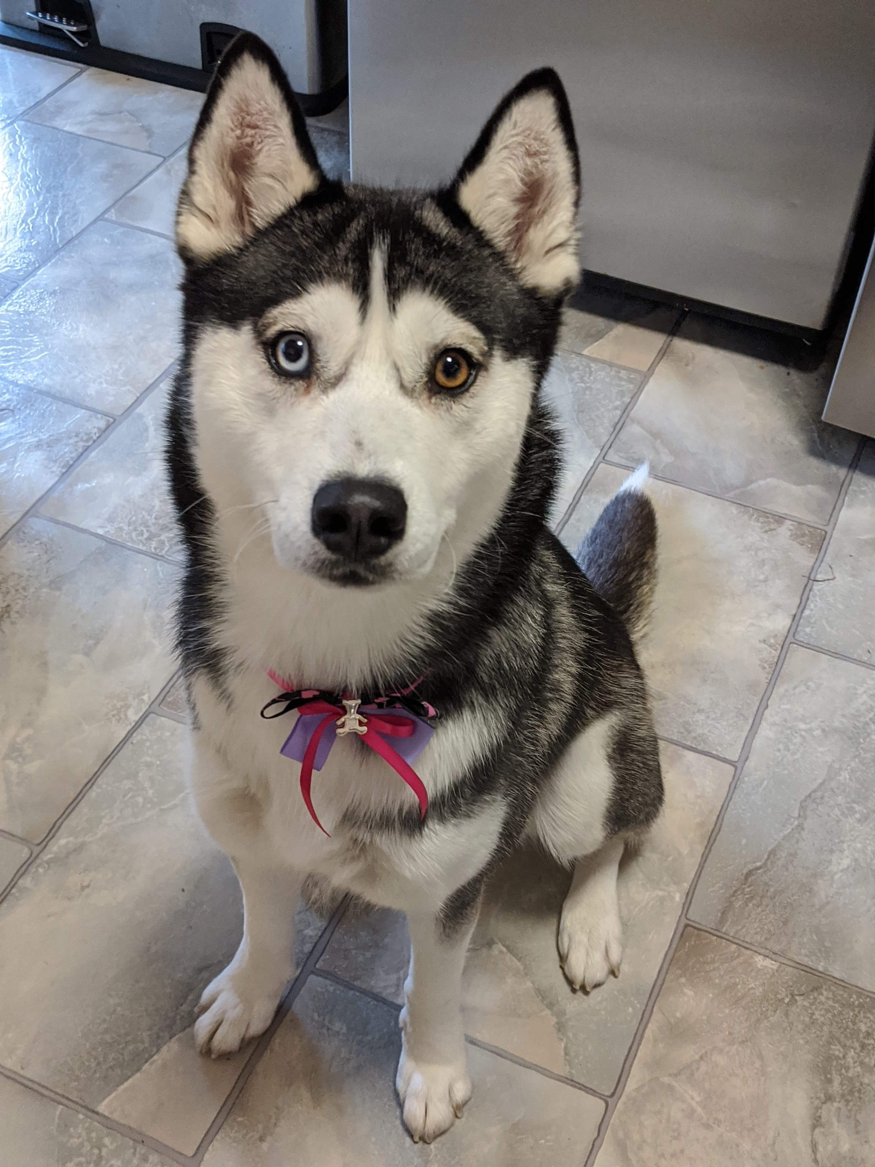 Have had many dogs in my life but this is my first Husky. This is Chloe and she is a good girl ...