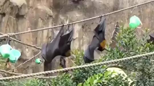 Have you ever seen how bats pee? | Scrolller