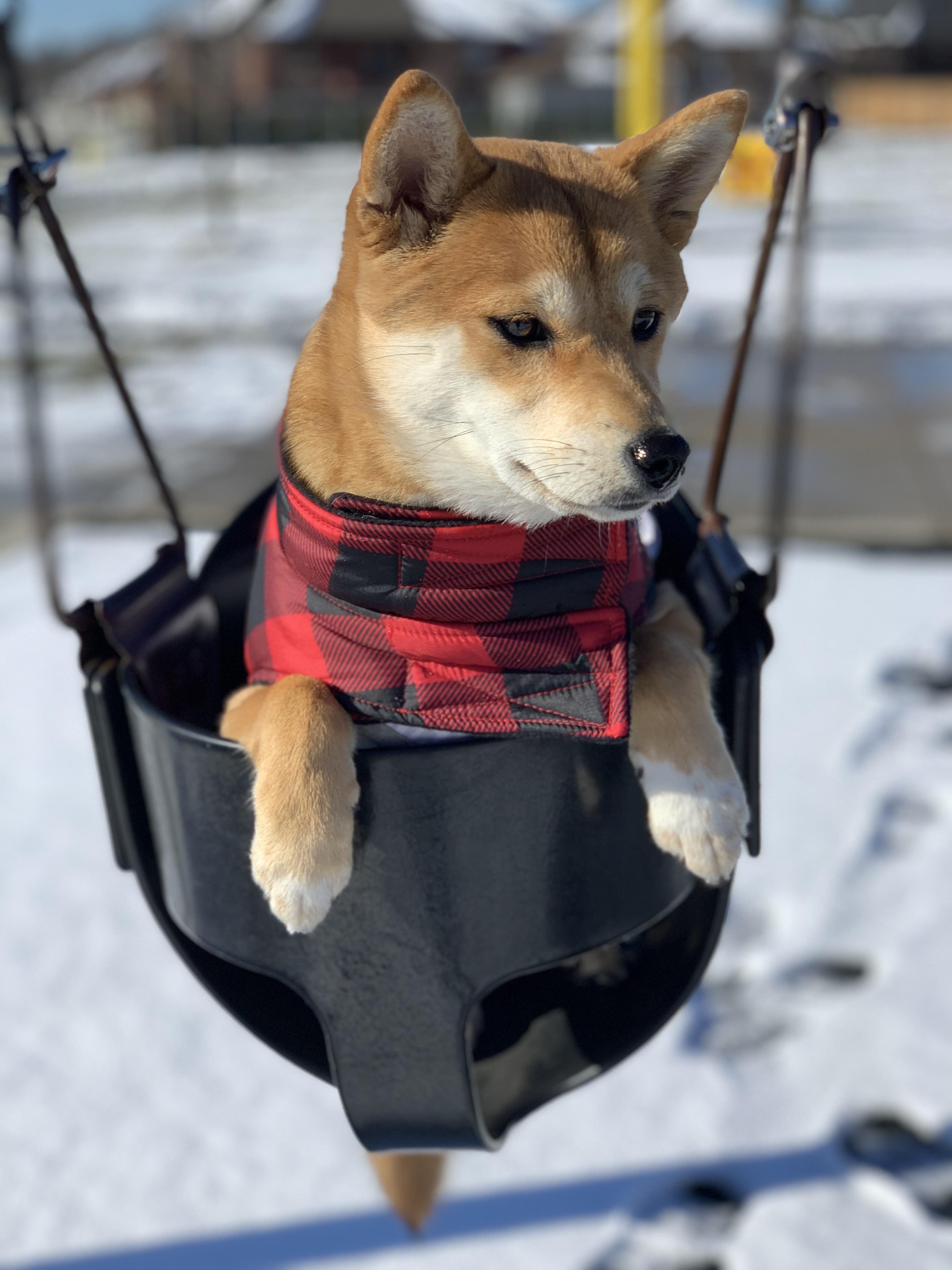 Have you seen a shibe on a swing? | Scrolller